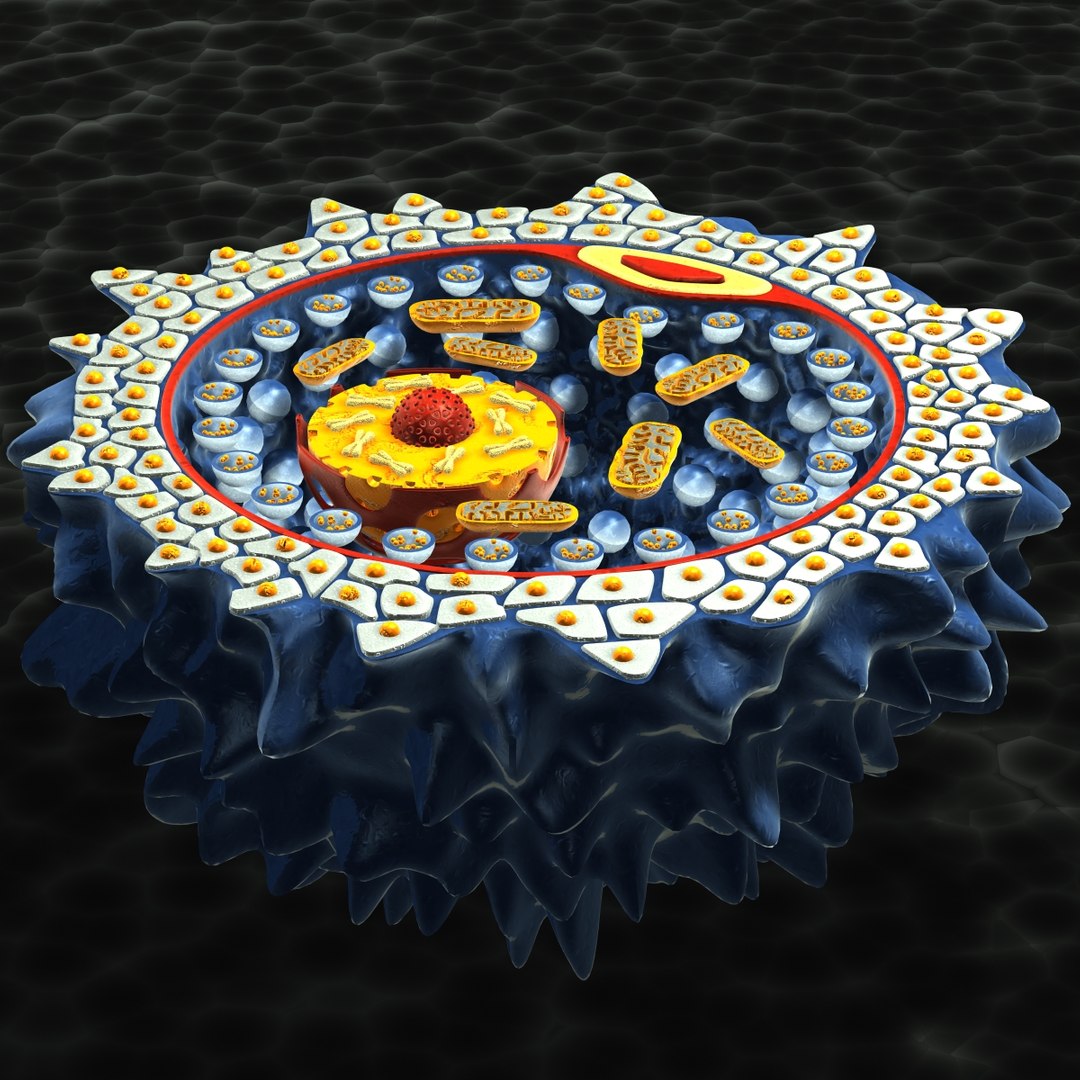 Human Egg Cell 3d Model