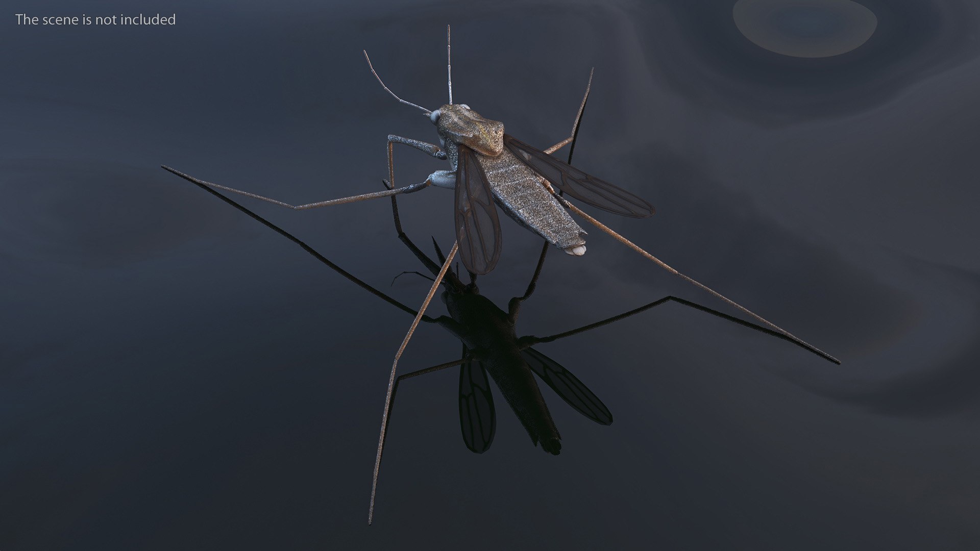 Water Strider Rigged For Cinema 4D 3D Model - TurboSquid 2127230