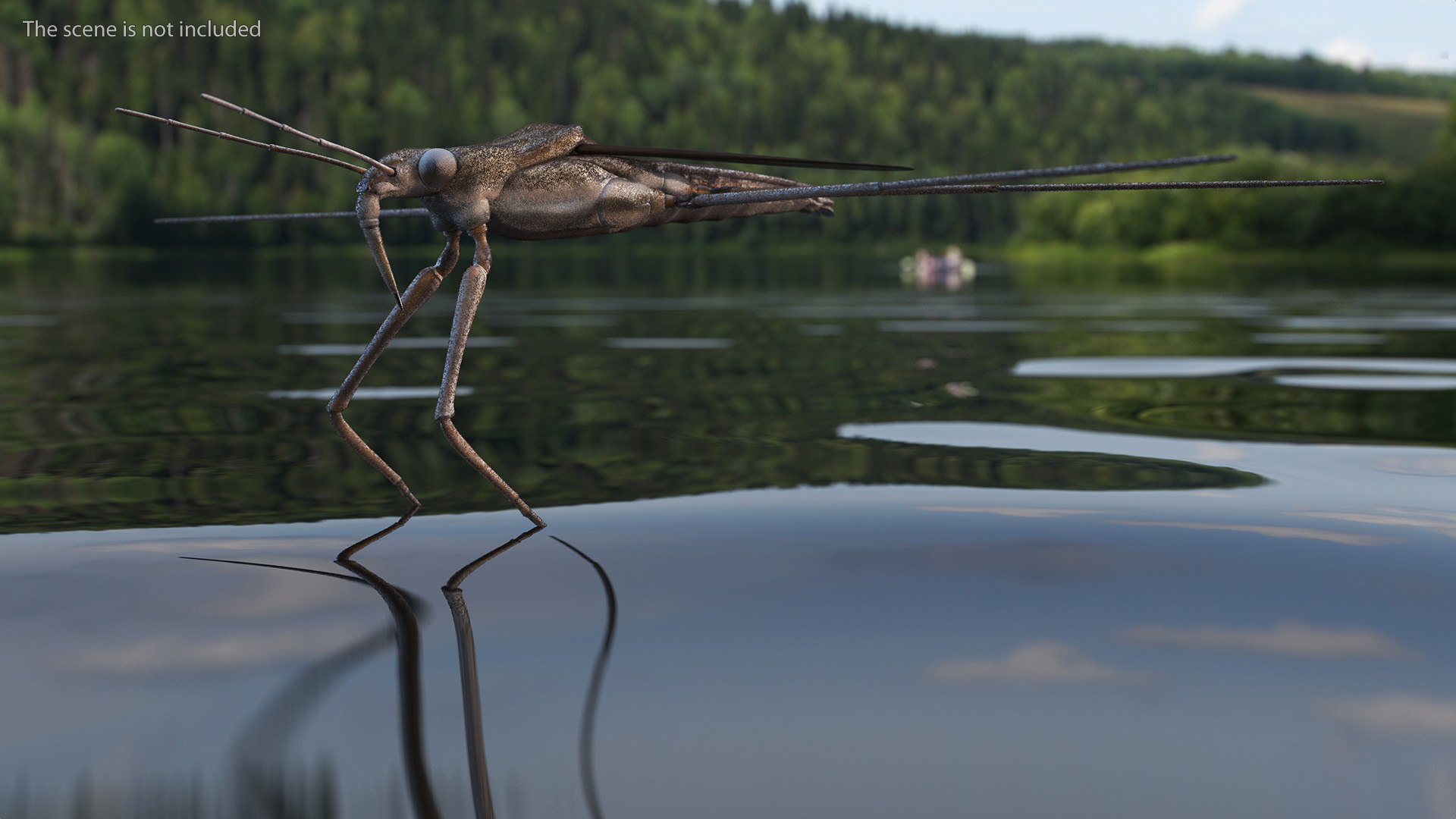 Water Strider Rigged For Cinema 4D 3D Model - TurboSquid 2127230