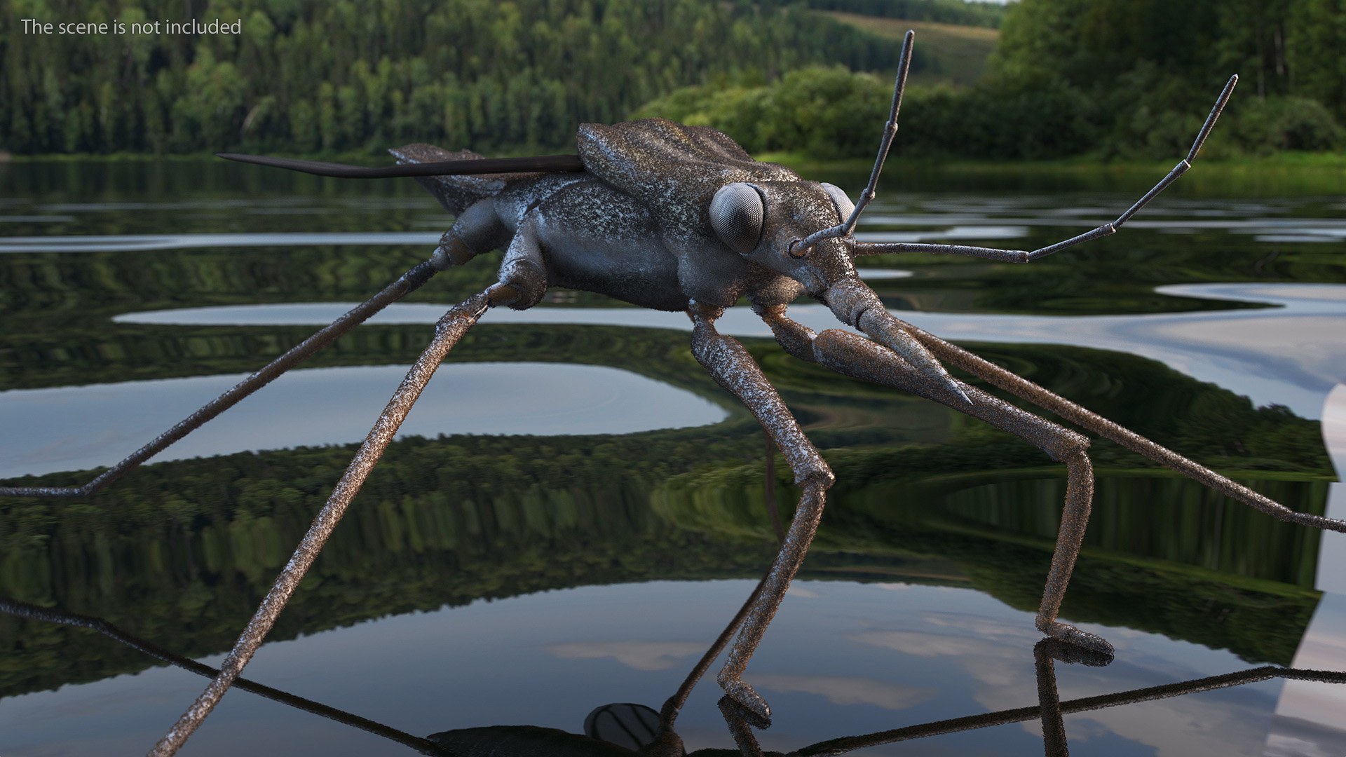Water Strider Rigged For Cinema 4D 3D Model - TurboSquid 2127230