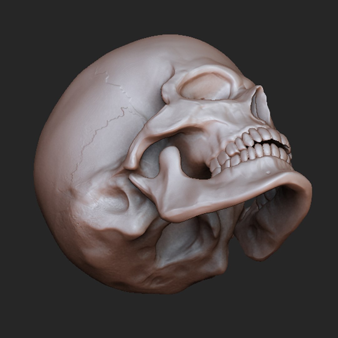 Maya Human Skull