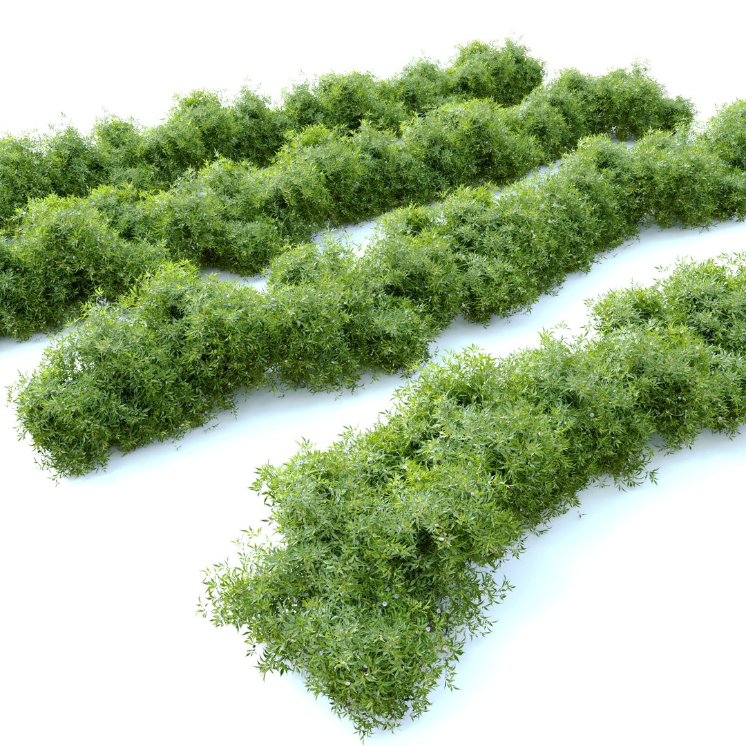 3D Bush 4 - TurboSquid 1955877