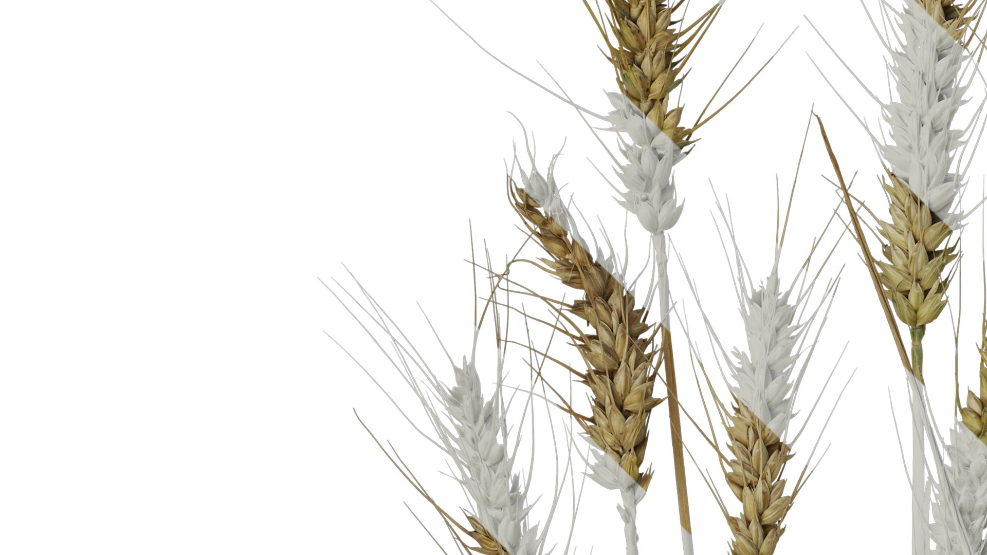 Anydrafts Triticum Aestivum Atlas 13 Textures 3D Model - TurboSquid 2350384