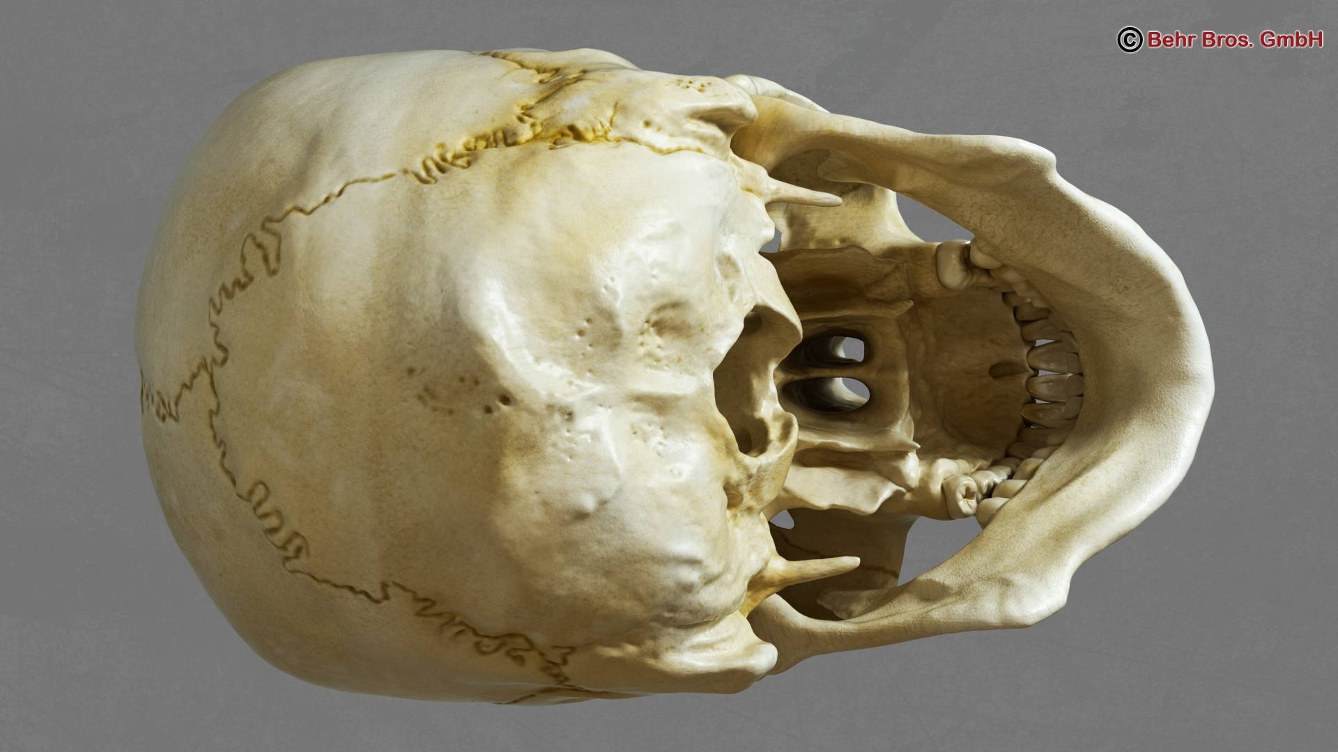 Accurate Human Skull 3d Max