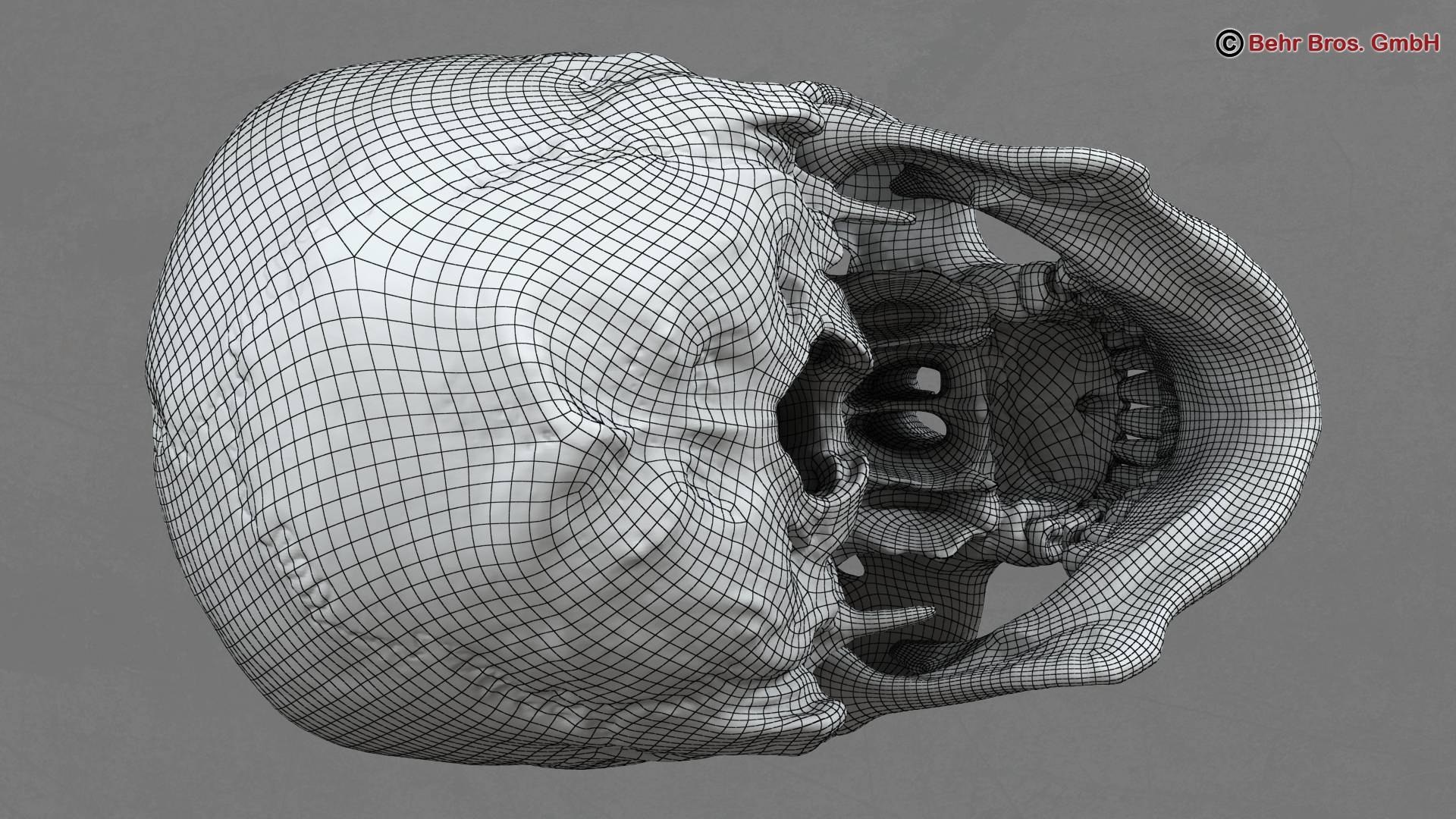 Accurate Human Skull 3d Max