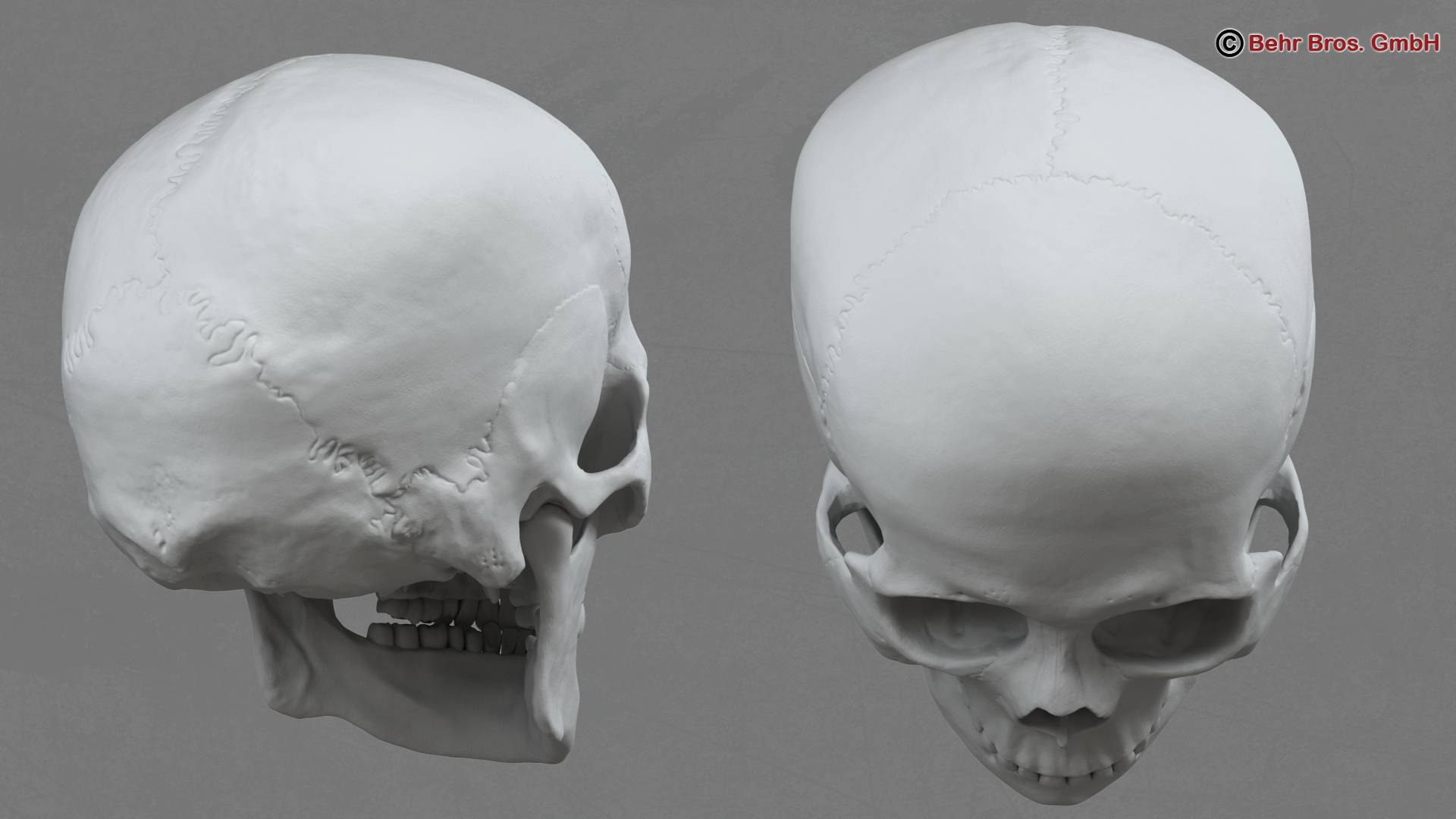 Accurate Human Skull 3d Max