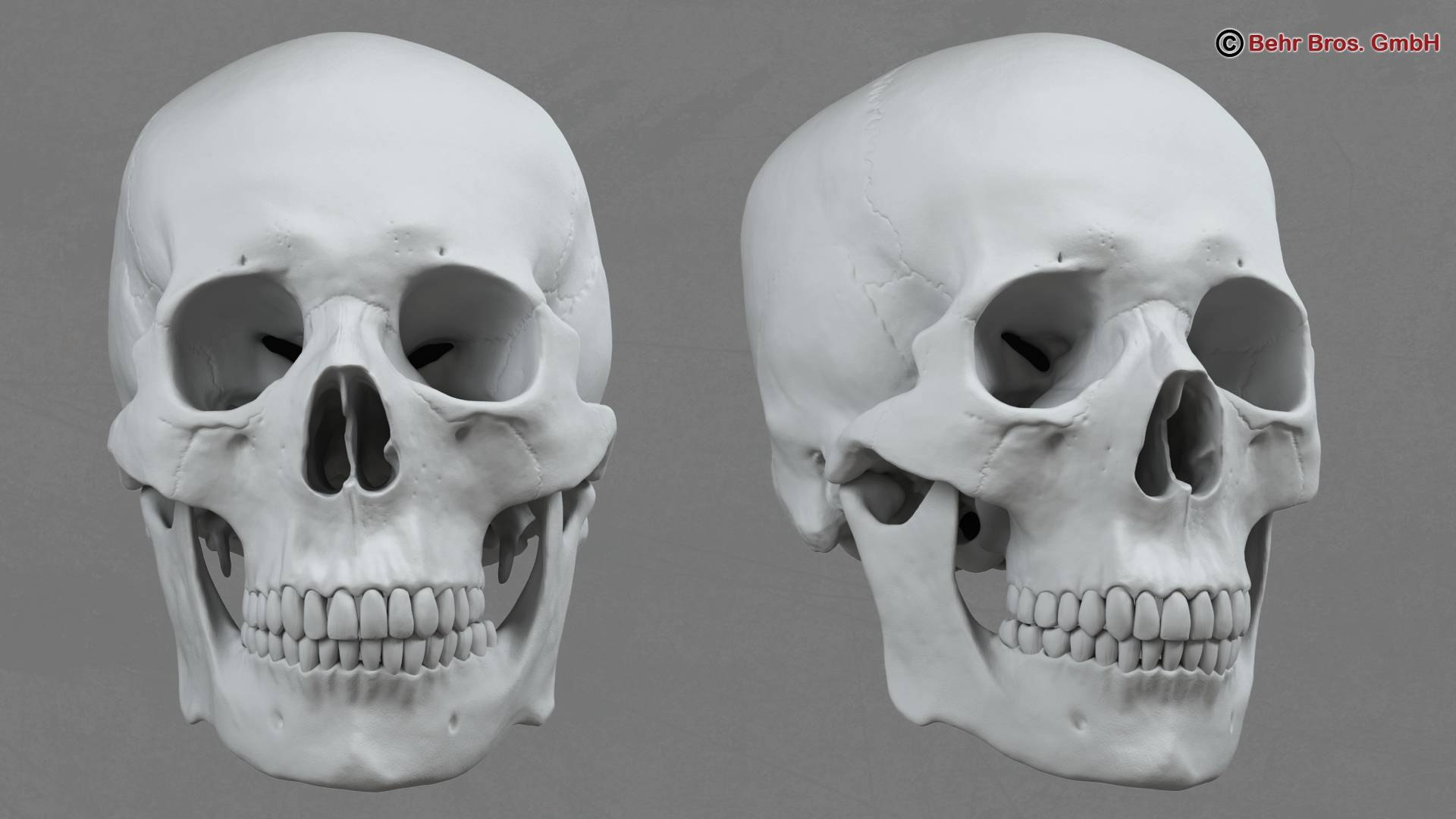 Accurate Human Skull 3d Max
