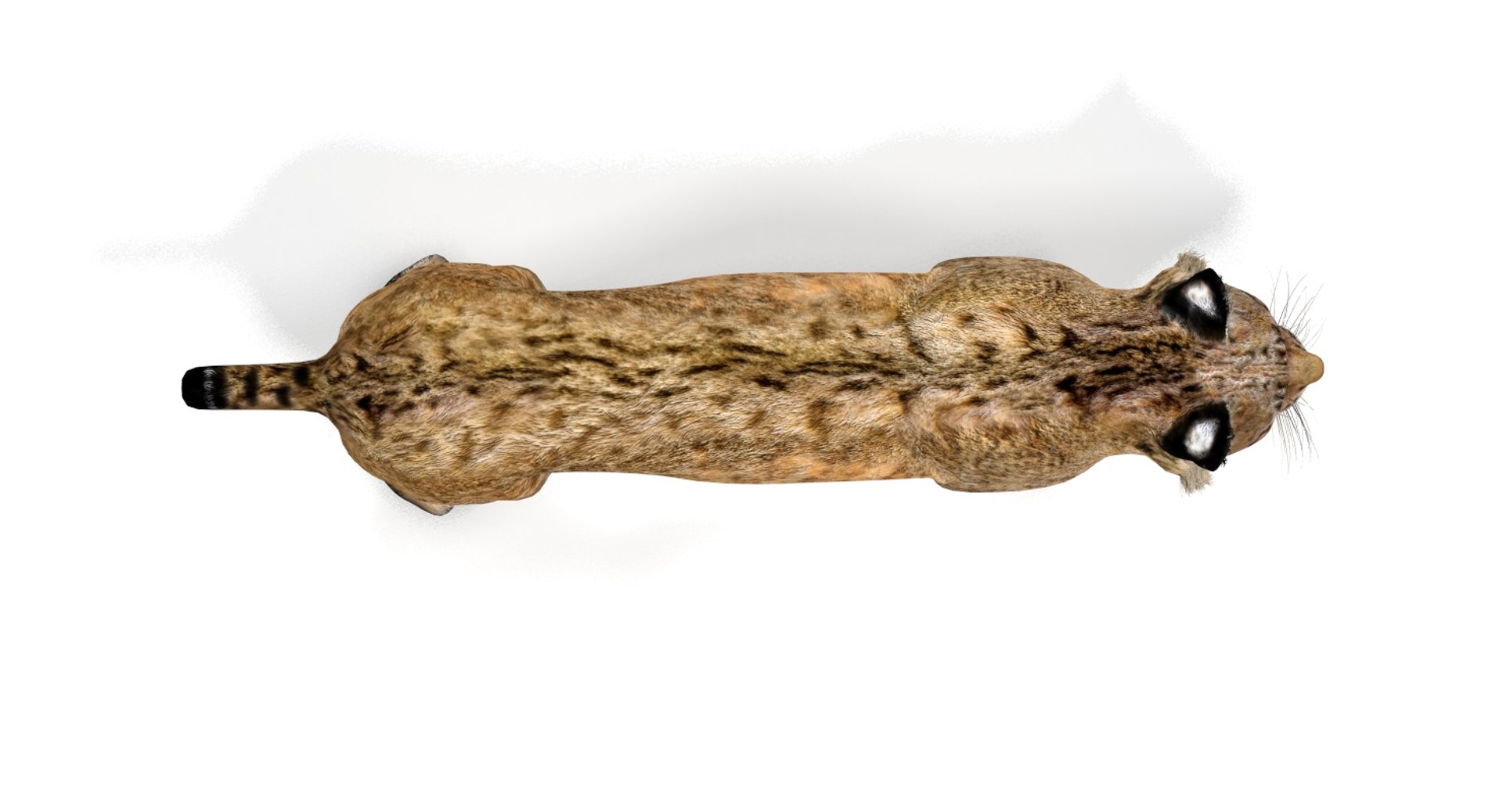 3D Bobcat Modelled Model - TurboSquid 1288945