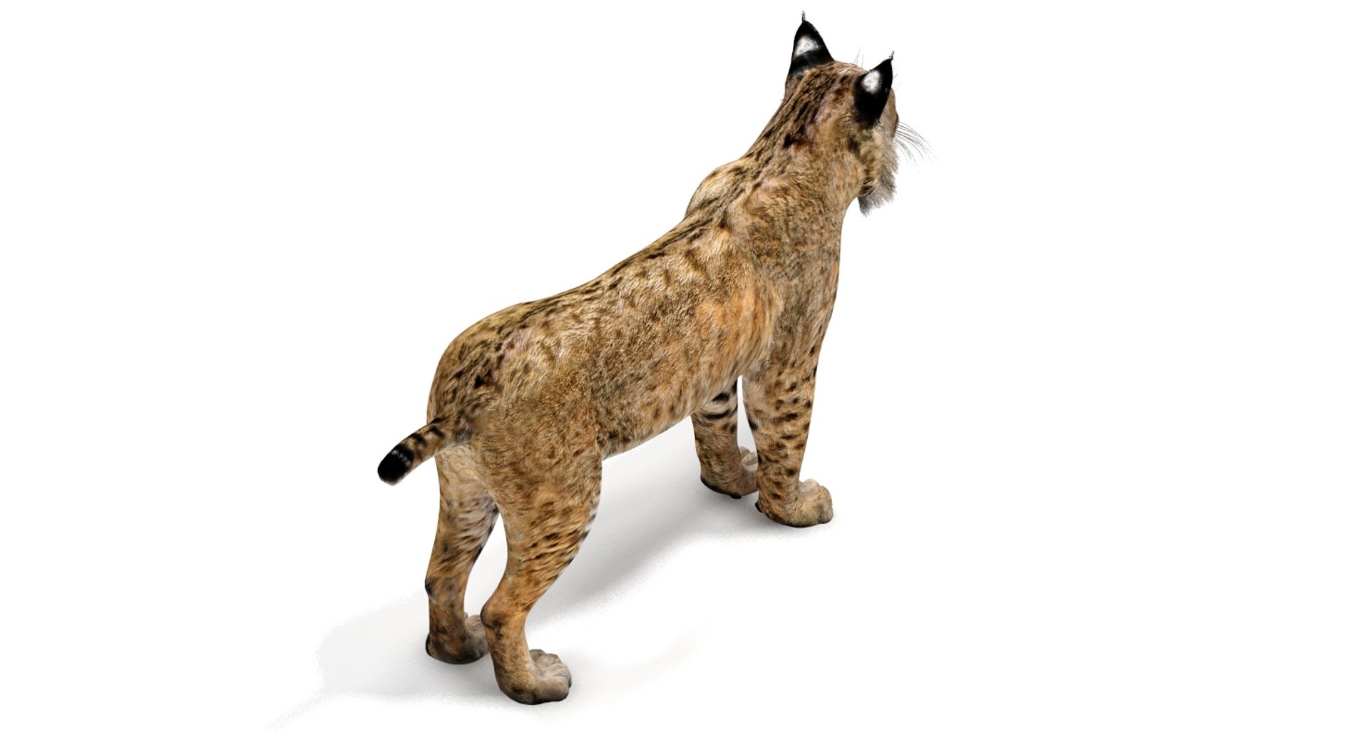 3D Bobcat Modelled Model - TurboSquid 1288945