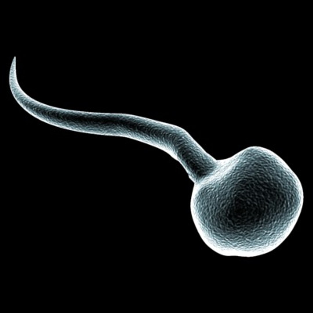 microscopic sperm cell 1 3d model