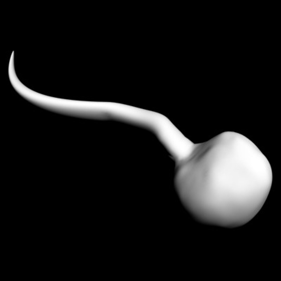 microscopic sperm cell 1 3d model