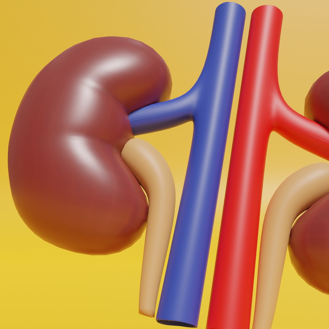 3D Model Kidney - TurboSquid 2134743