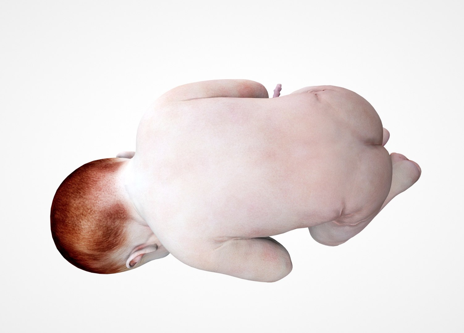 Fetus Baby 3D Model - TurboSquid 1426993