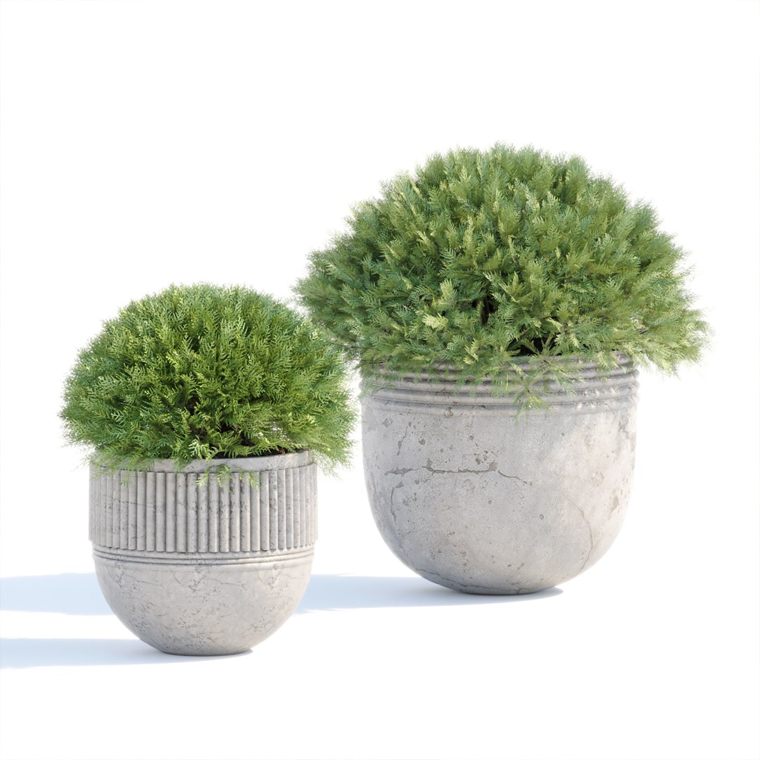 Juniper Cypress Collection Vol 114 3D Model - TurboSquid 1977939