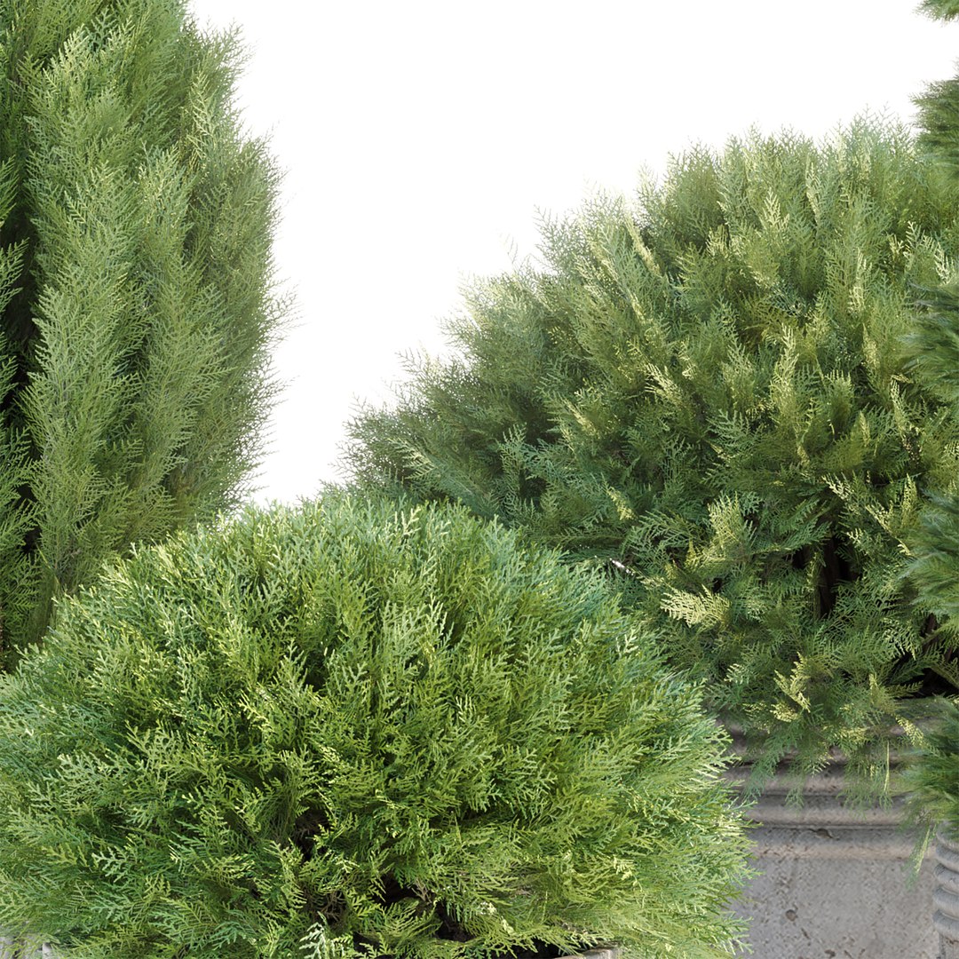 Juniper Cypress Collection Vol 114 3D Model - TurboSquid 1977939