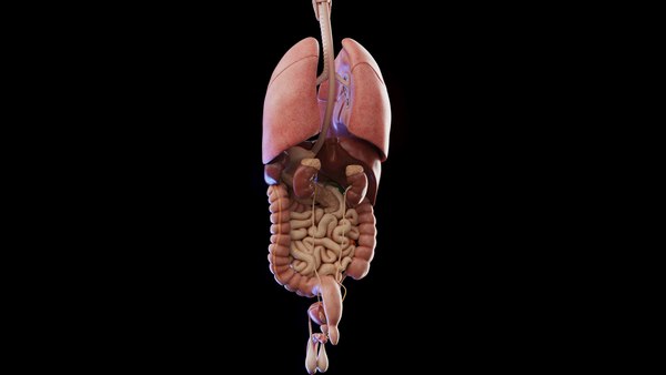 modelo 3d Órganos y cuerpo masculino humano - TurboSquid 2013799