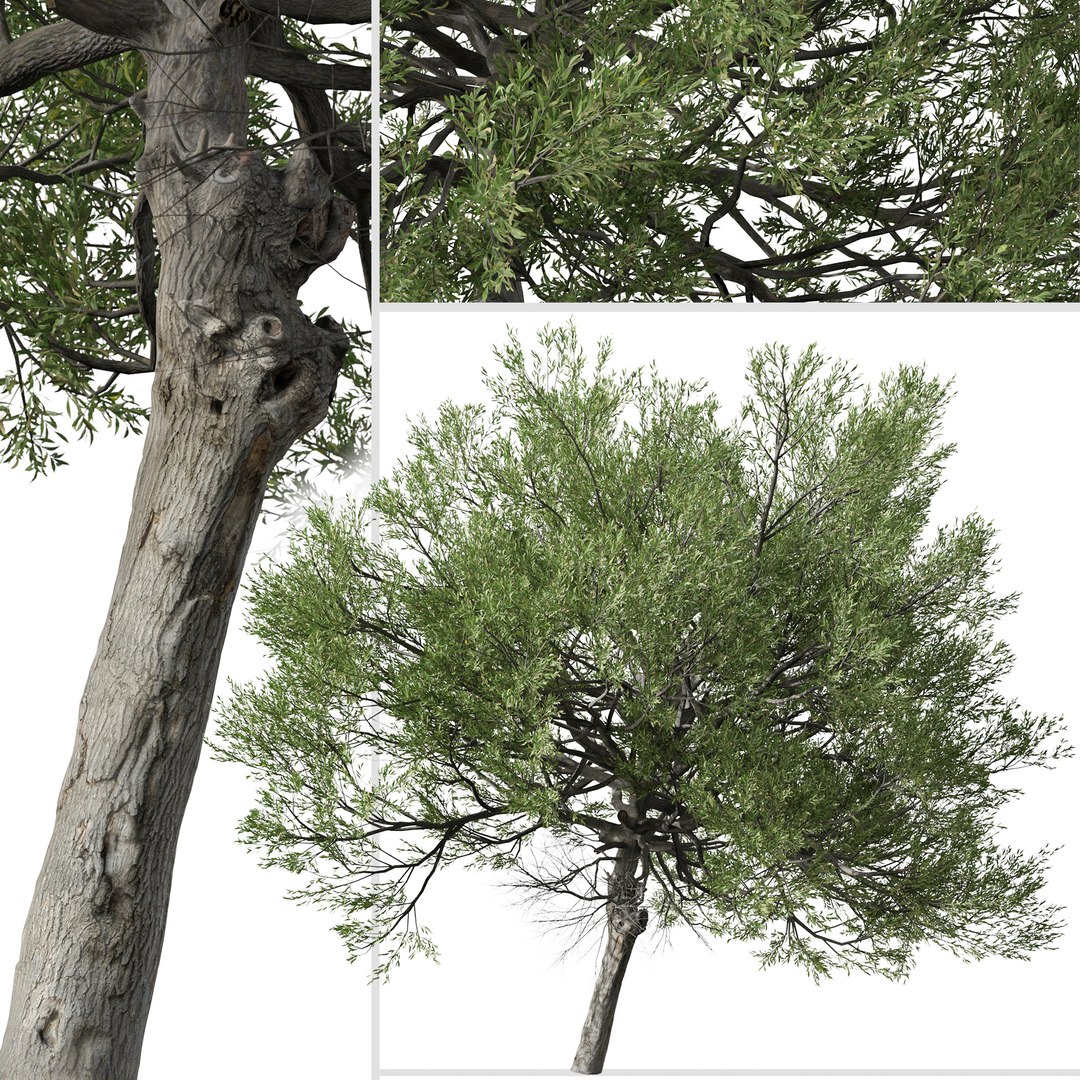 Set Of Acacia Amoena Or Boomerang Wattle Tree 3D - TurboSquid 1969088