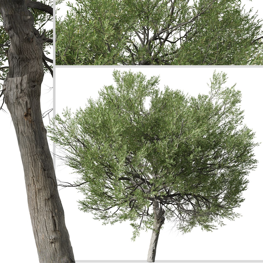 Set Of Acacia Amoena Or Boomerang Wattle Tree 3D - TurboSquid 1969088