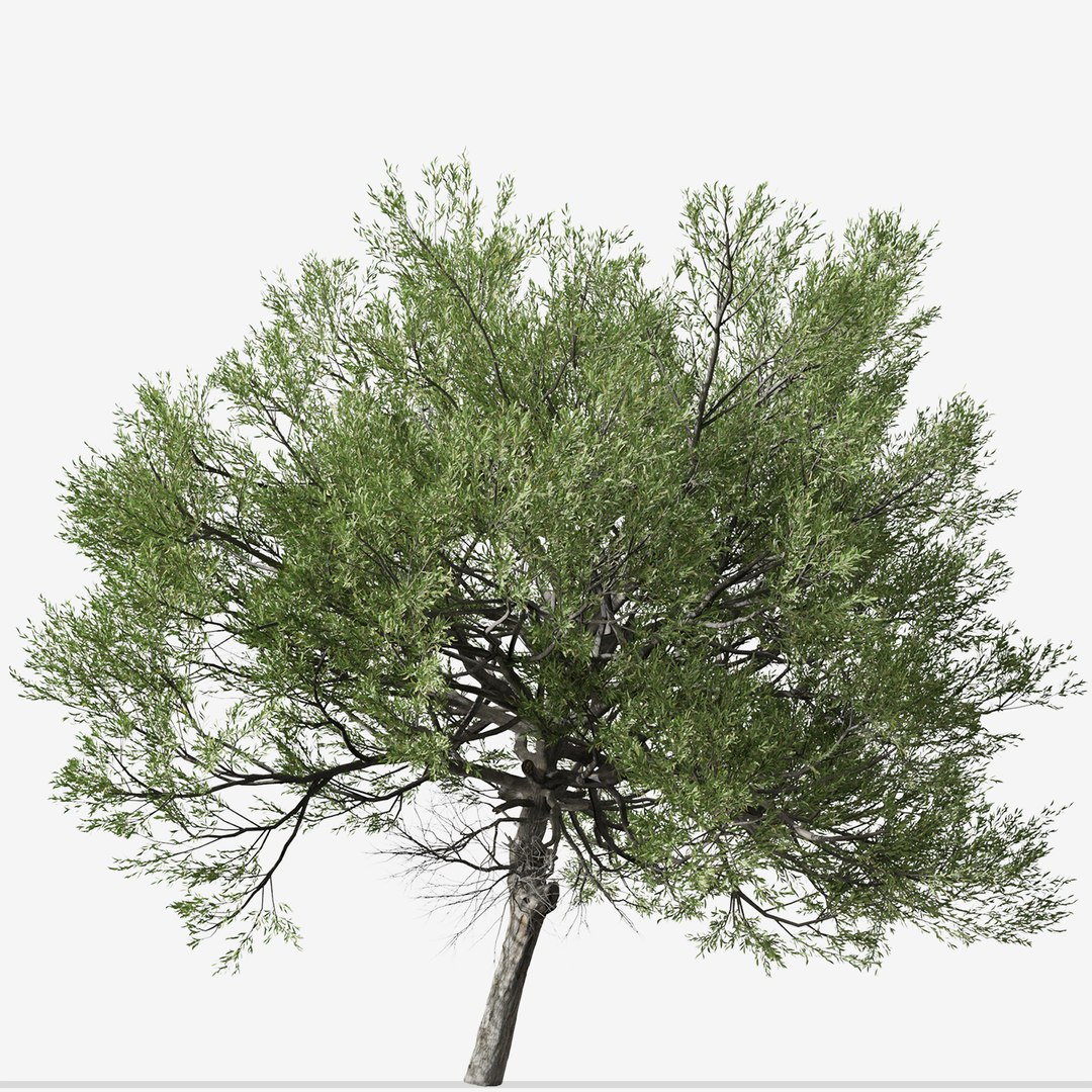 Set Of Acacia Amoena Or Boomerang Wattle Tree 3D - TurboSquid 1969088