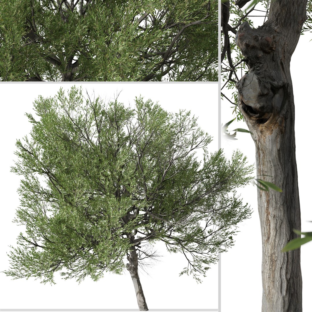Set Of Acacia Amoena Or Boomerang Wattle Tree 3D - TurboSquid 1969088