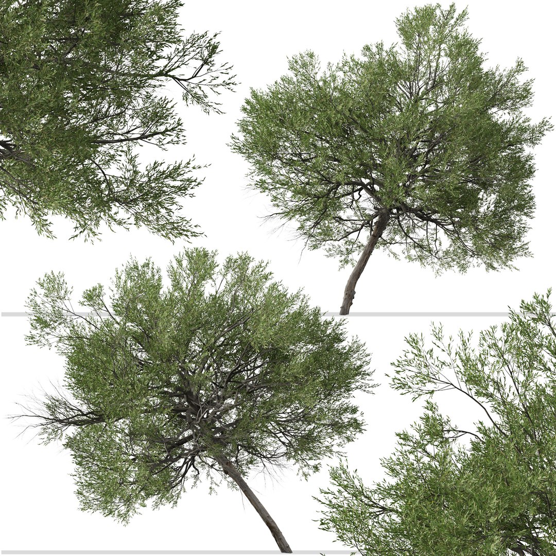 Set Of Acacia Amoena Or Boomerang Wattle Tree 3D - TurboSquid 1969088