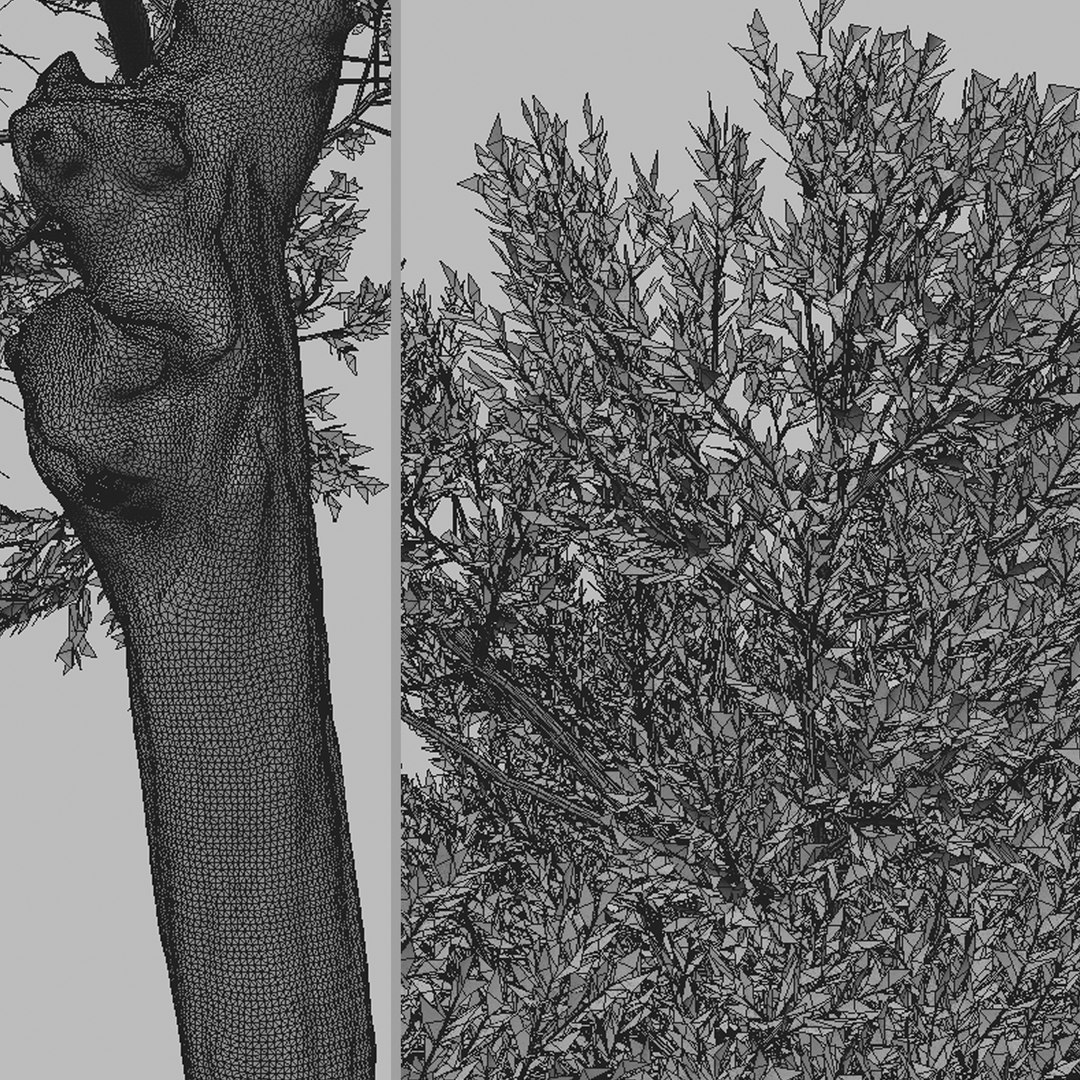 Set Of Acacia Amoena Or Boomerang Wattle Tree 3D - TurboSquid 1969088