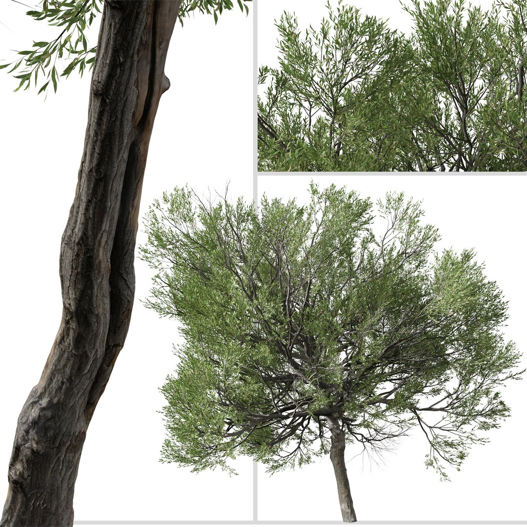 Set Of Acacia Amoena Or Boomerang Wattle Tree 3D - TurboSquid 1969088