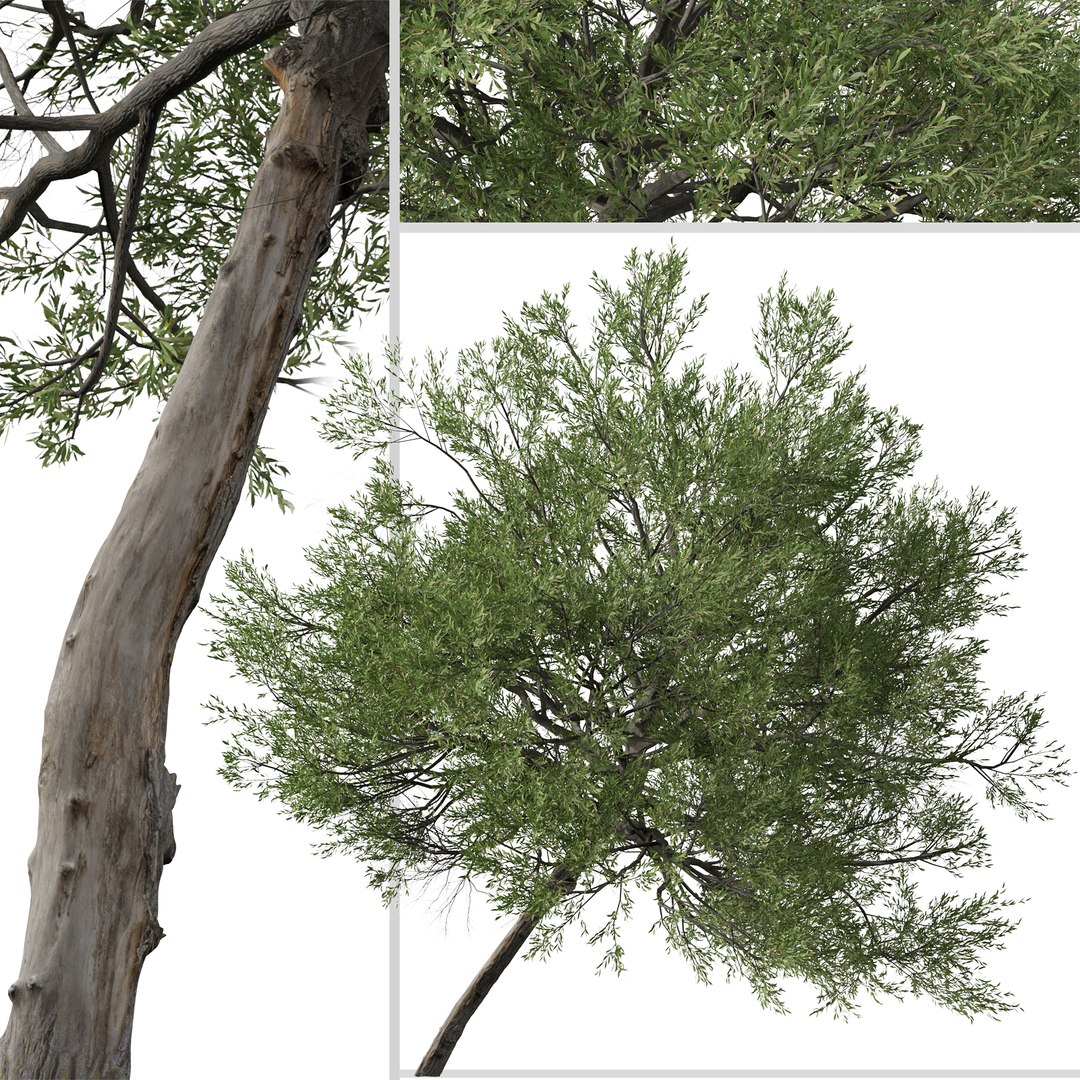 Set Of Acacia Amoena Or Boomerang Wattle Tree 3D - TurboSquid 1969088