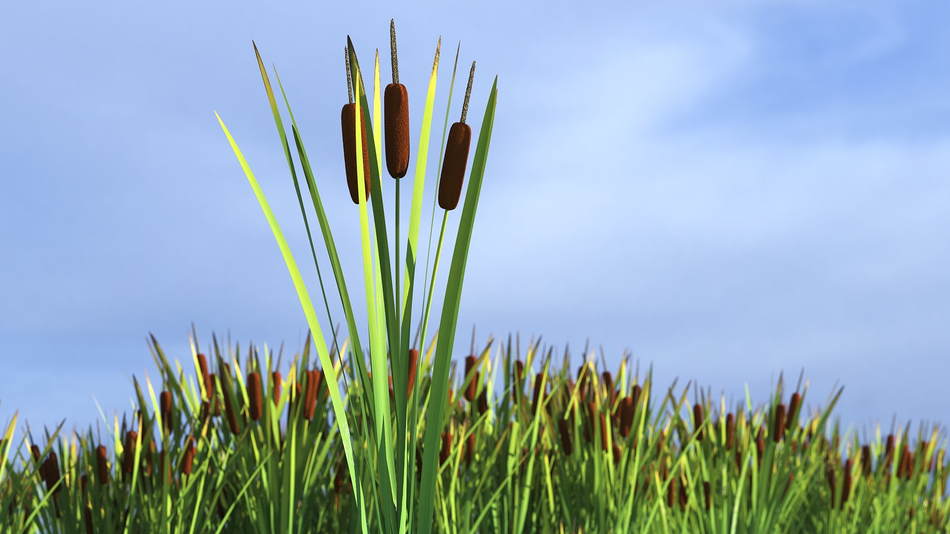 Cattail Aquatic Plant 3D Model - TurboSquid 2156940