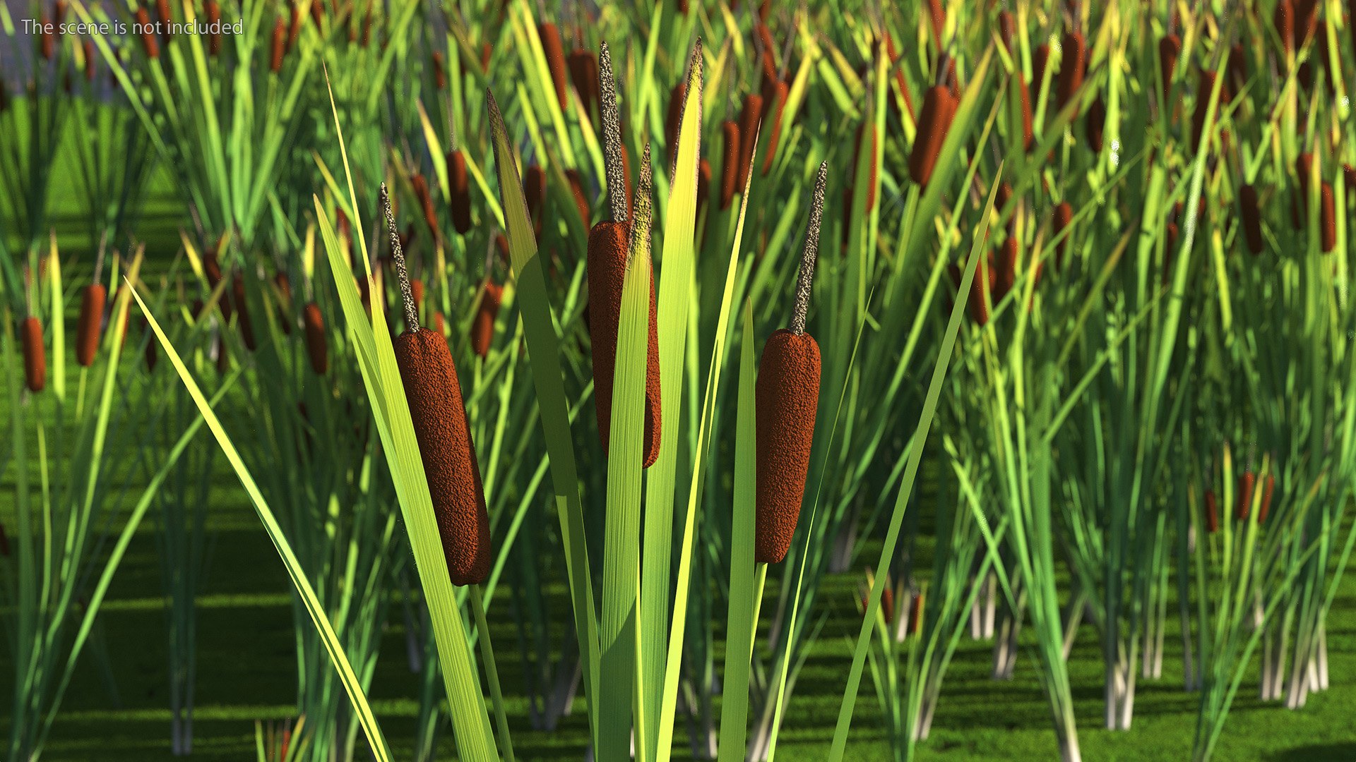 Cattail Aquatic Plant 3D Model - TurboSquid 2156940