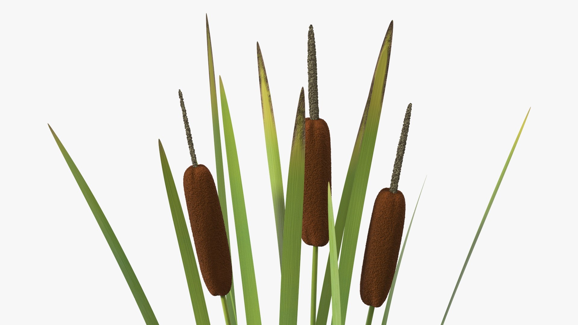 Cattail Aquatic Plant 3D Model - TurboSquid 2156940
