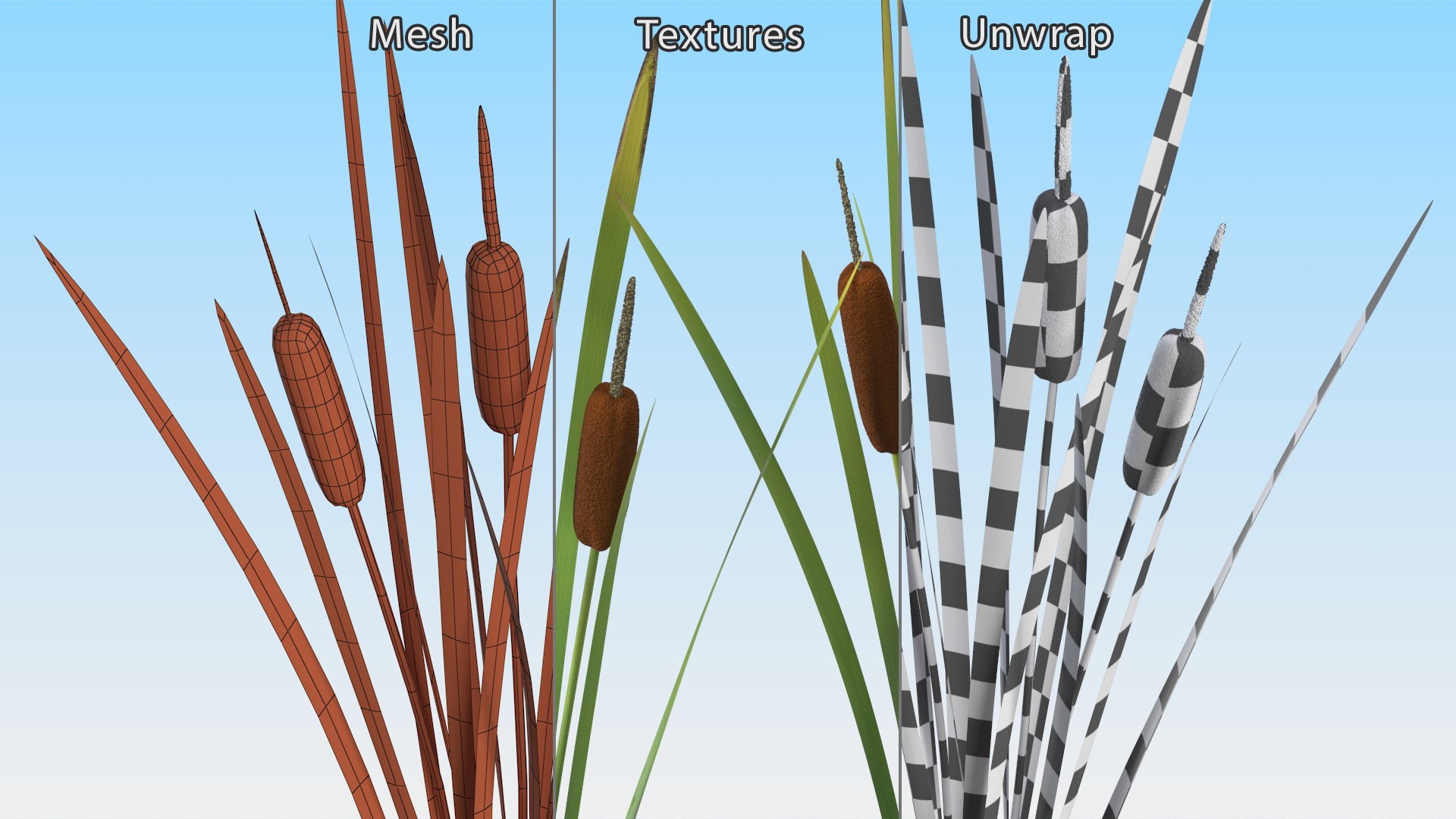 Cattail Aquatic Plant 3D Model - TurboSquid 2156940