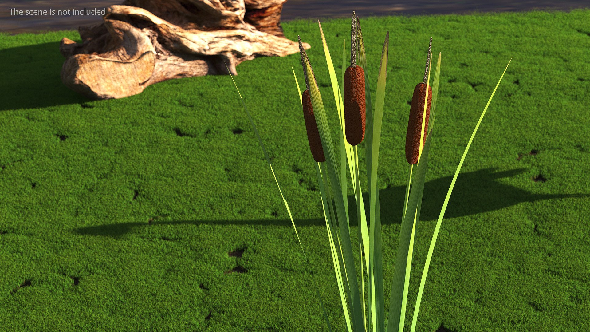 Cattail Aquatic Plant 3D Model - TurboSquid 2156940