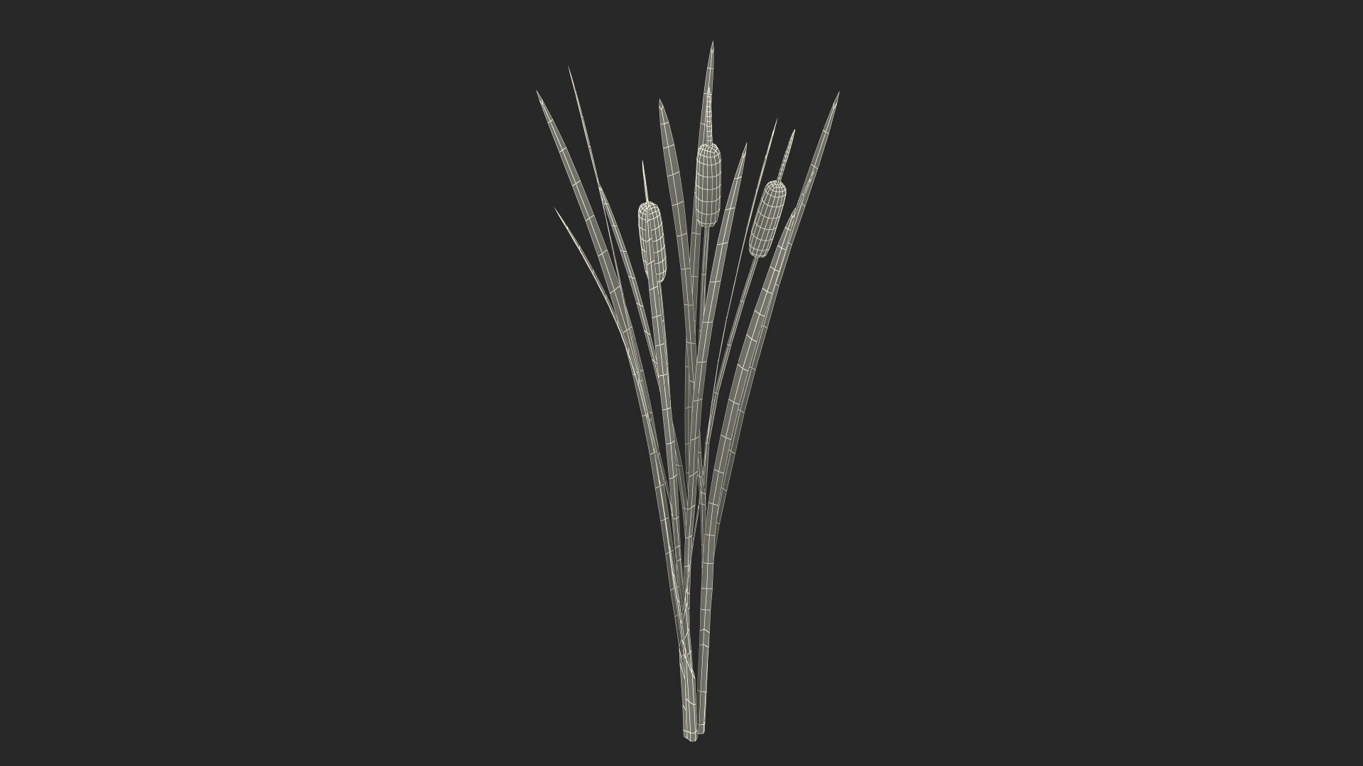 Cattail Aquatic Plant 3D Model - TurboSquid 2156940