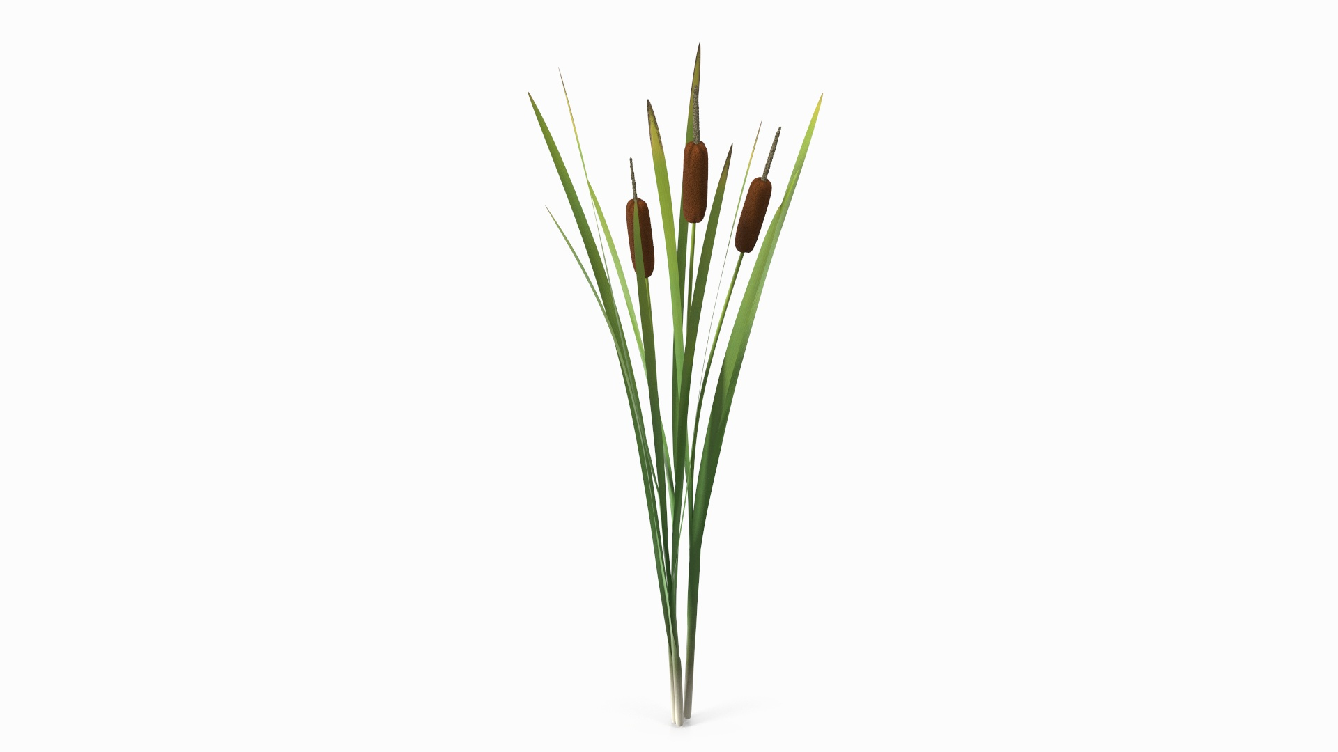 Cattail Aquatic Plant 3D Model - TurboSquid 2156940