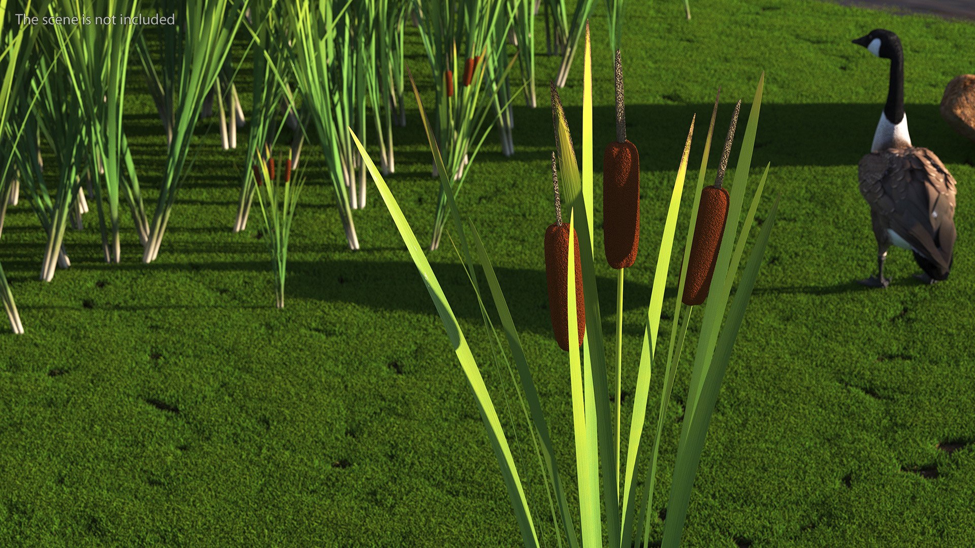 Cattail Aquatic Plant 3D Model - TurboSquid 2156940
