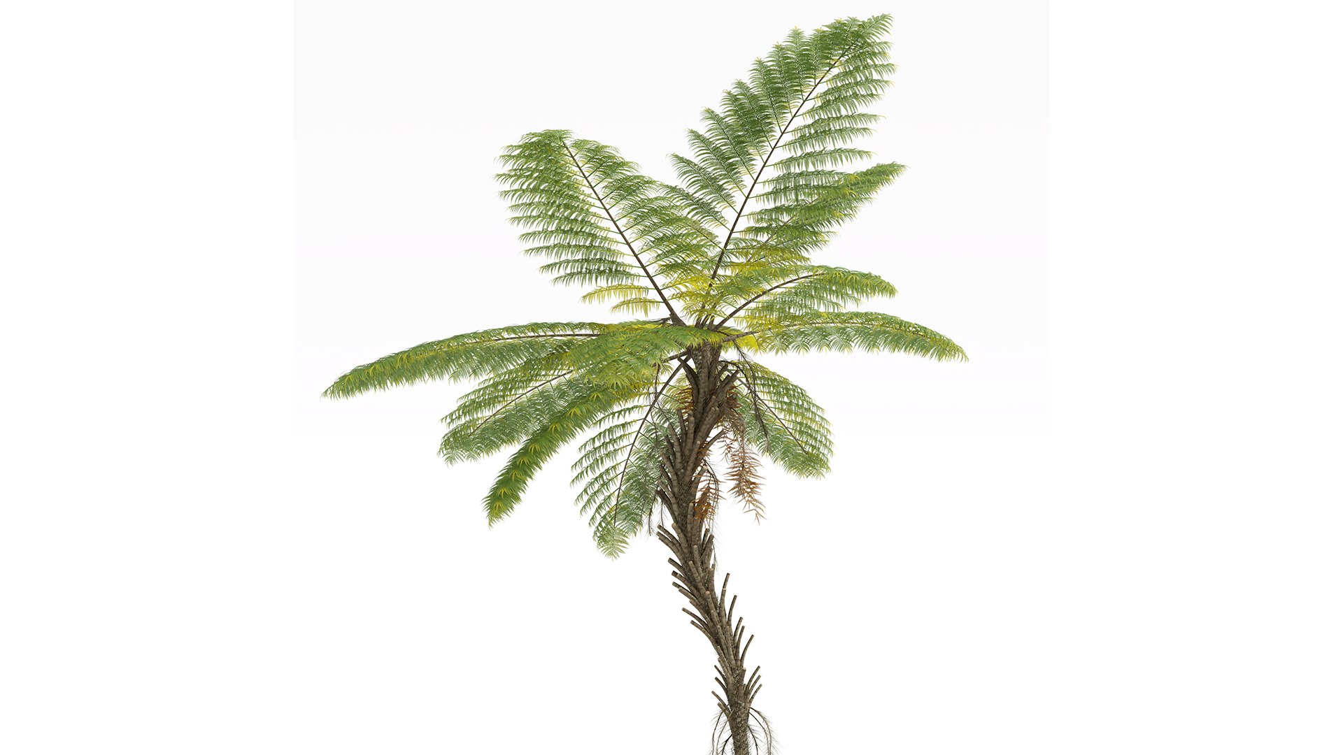 New Plant High Detail Alsophila Spinulosa Fern Decorative Tall 3D Model ...