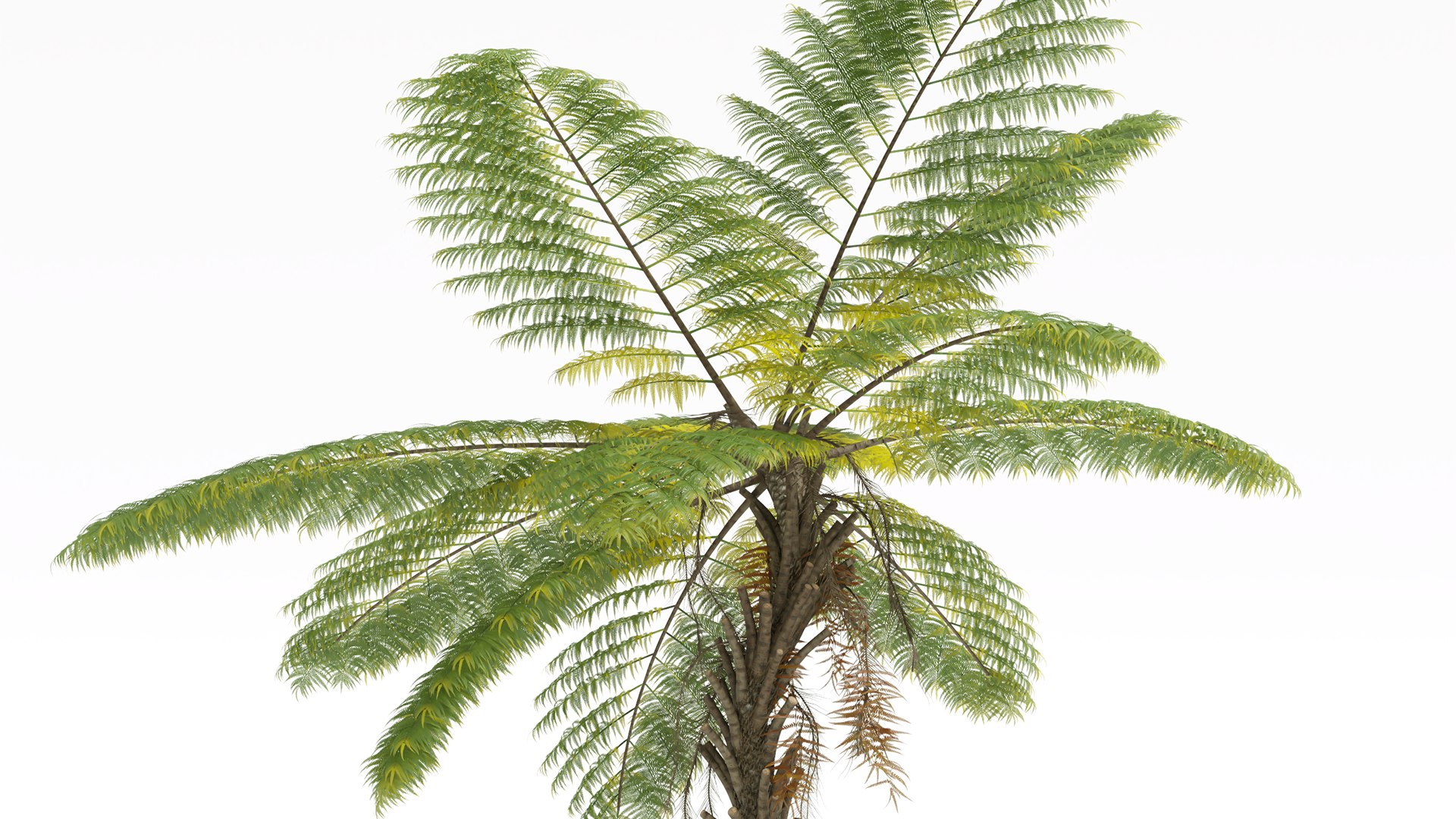 New Plant High Detail Alsophila Spinulosa Fern Decorative Tall 3D Model ...