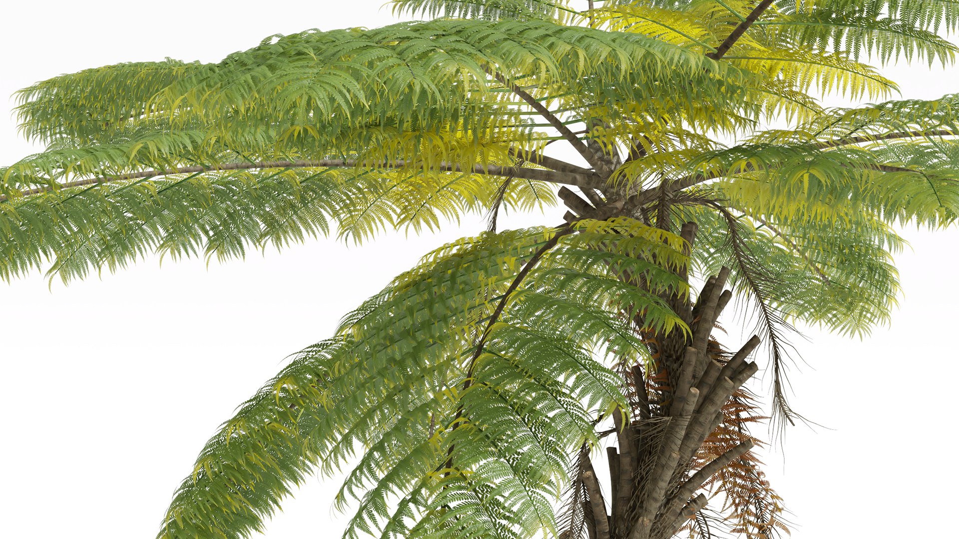 New Plant High Detail Alsophila Spinulosa Fern Decorative Tall 3D Model ...