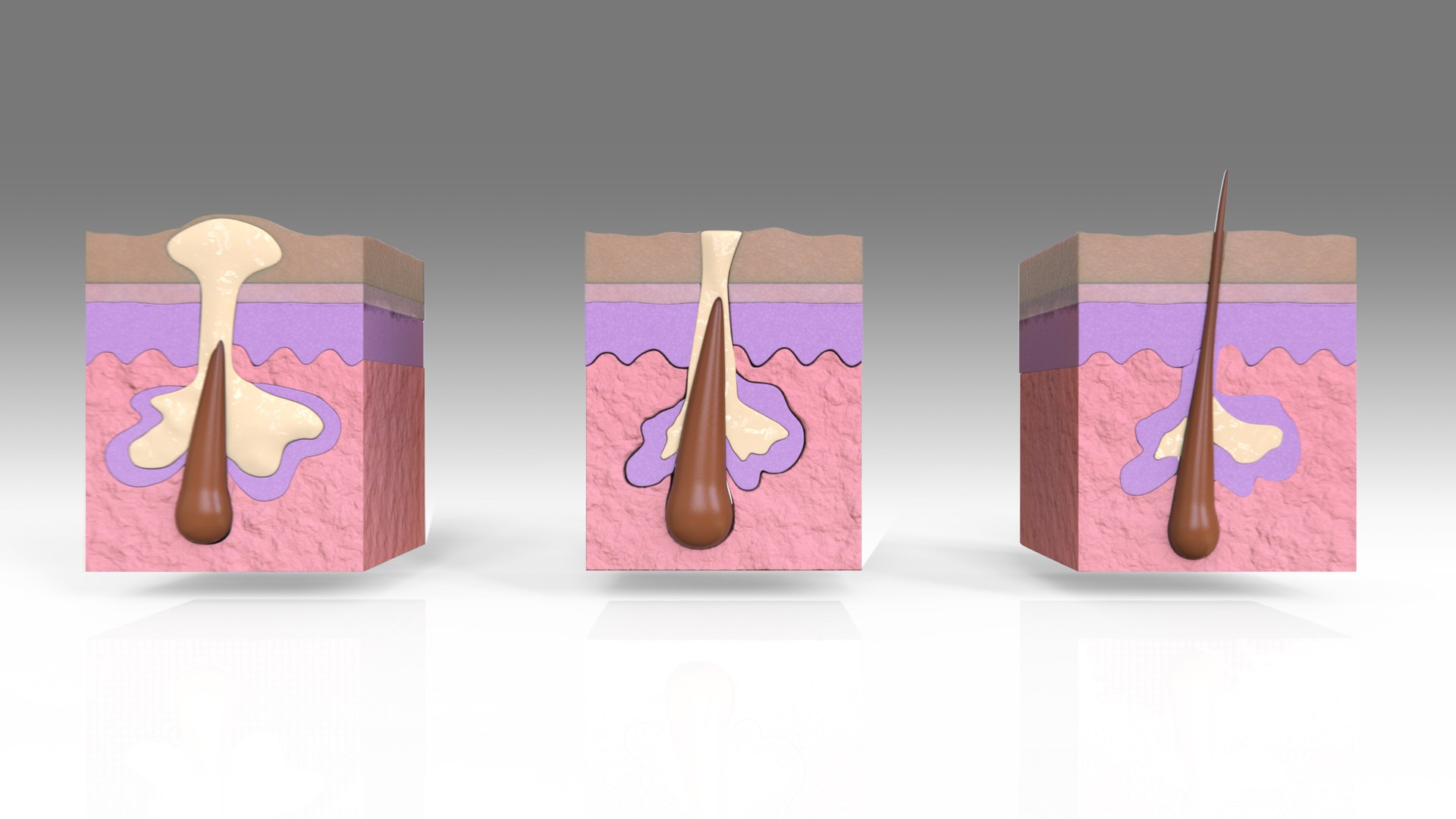 3D Human Skin Hair - TurboSquid 1507084
