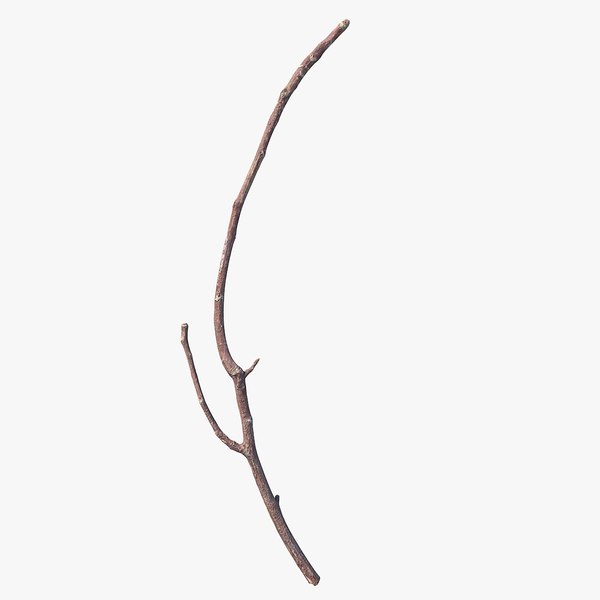 Twig 3D Models for Download | TurboSquid