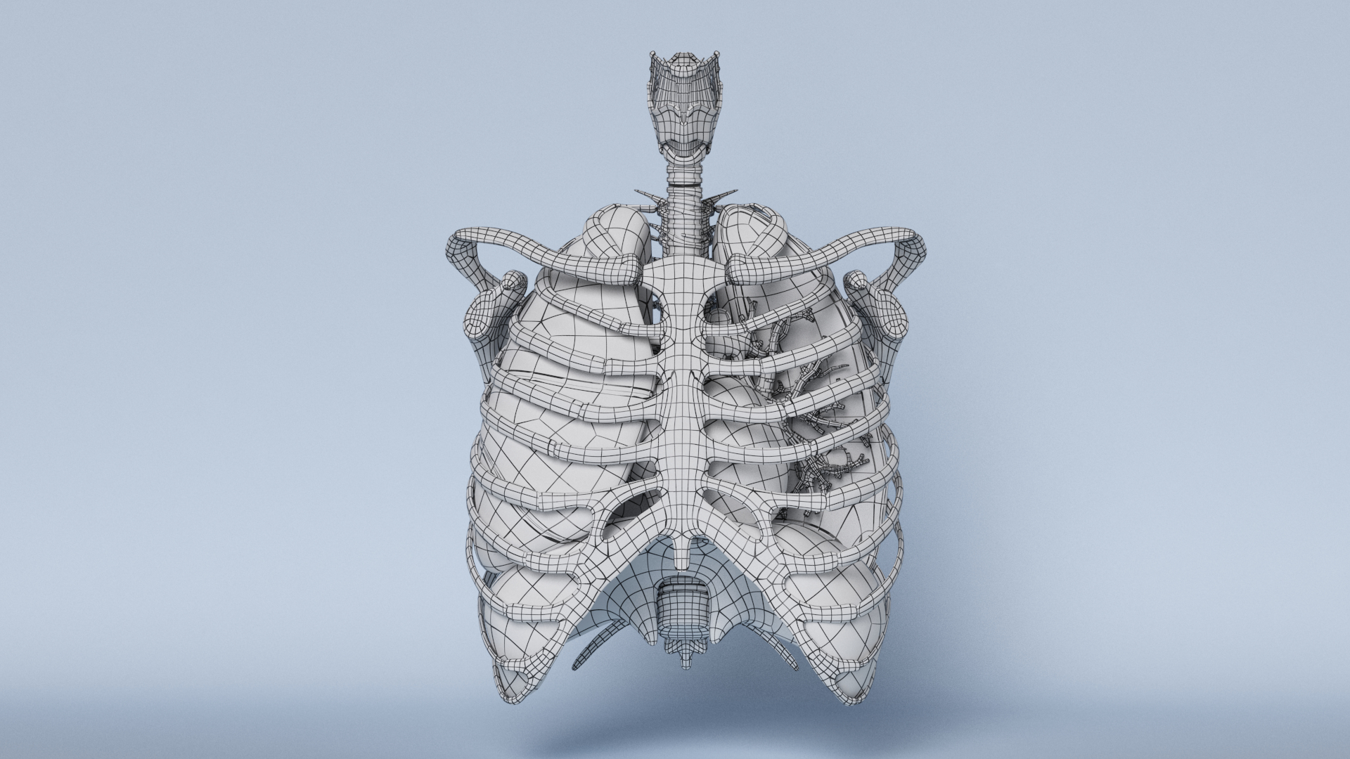 Ribs Trachea Heart Lungs 3D Model - TurboSquid 1571948