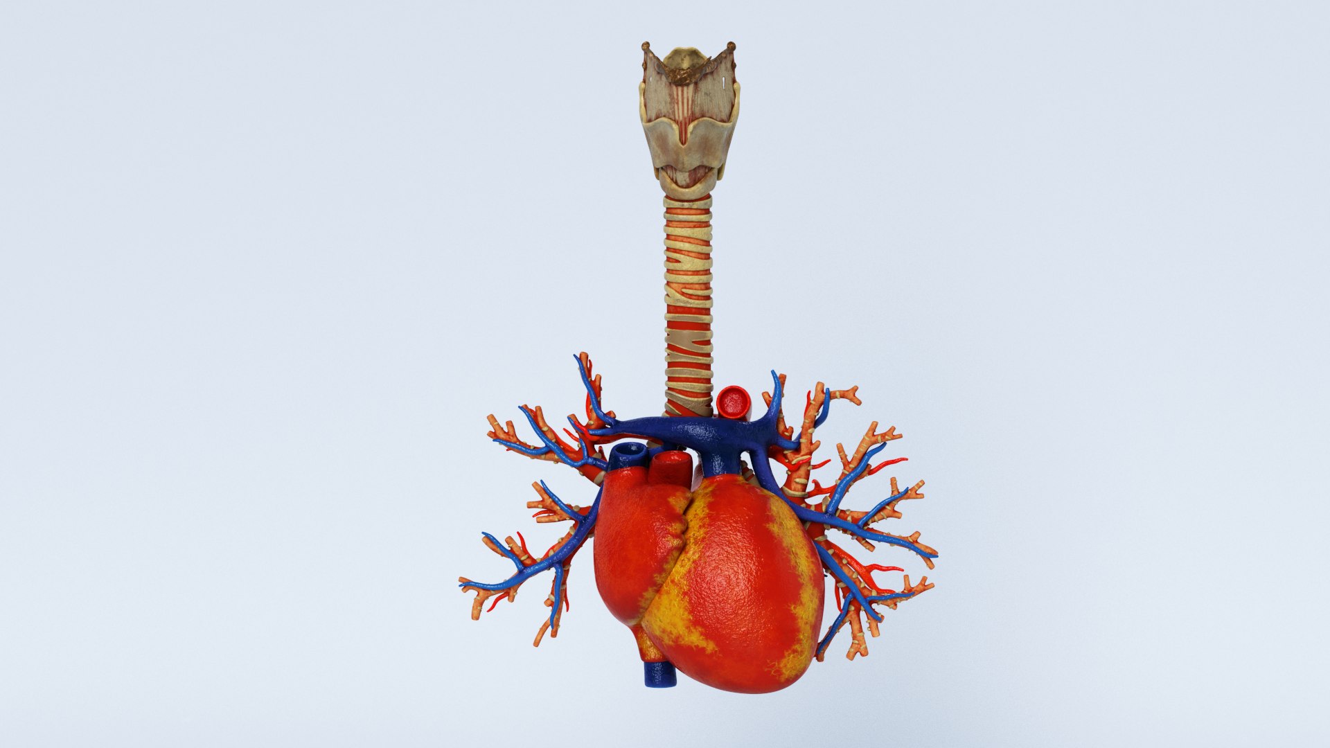 Ribs Trachea Heart Lungs 3D Model - TurboSquid 1571948