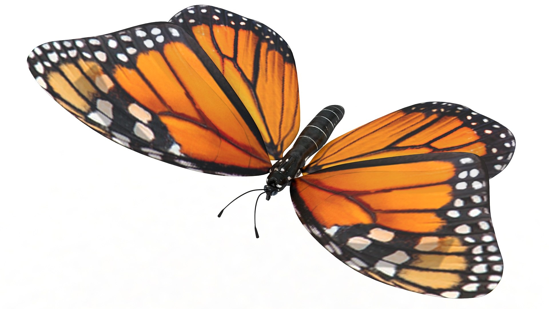 Flying Monarch Butterfly 3D - TurboSquid 2011985