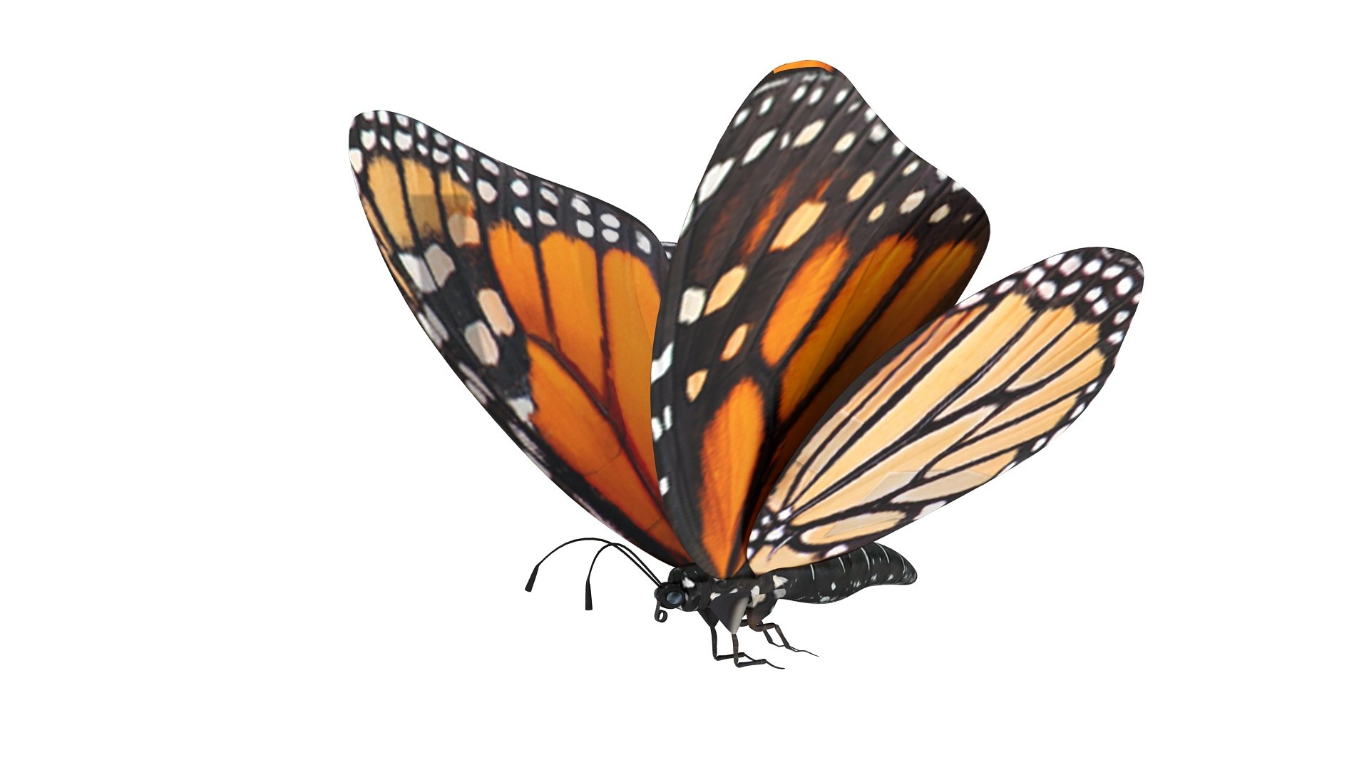 Flying Monarch Butterfly 3D - TurboSquid 2011985