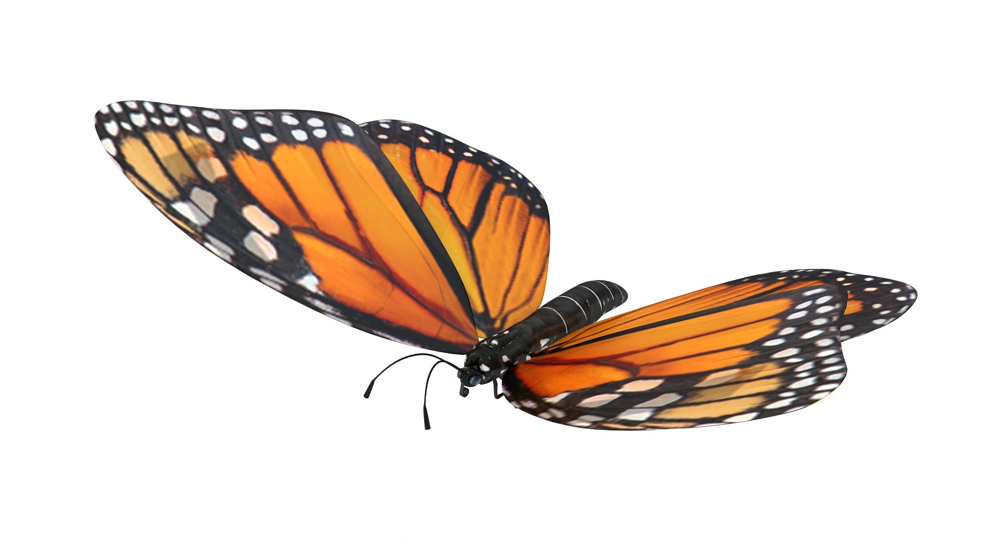 Flying Monarch Butterfly 3D - TurboSquid 2011985