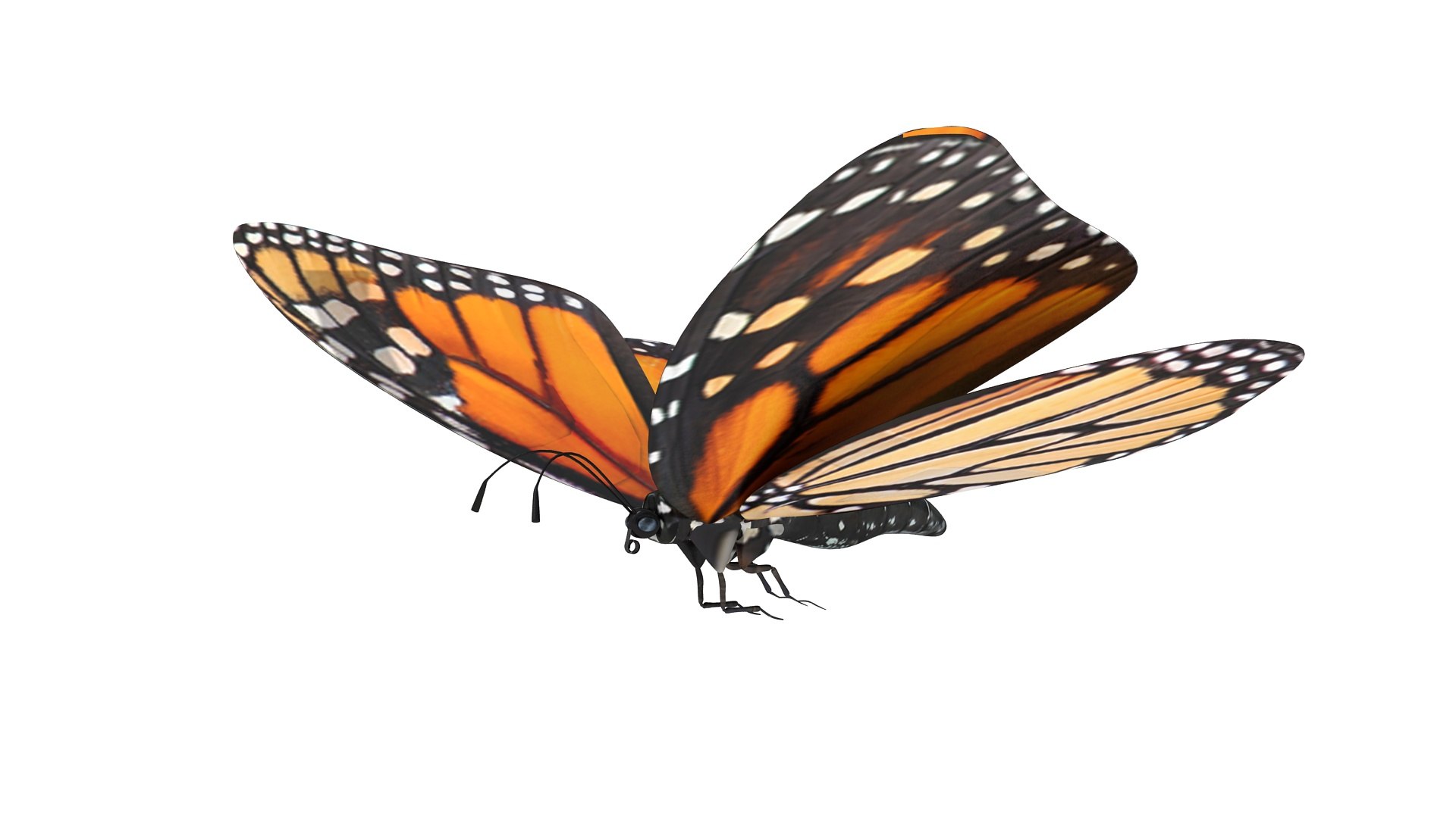 Flying Monarch Butterfly 3D - TurboSquid 2011985