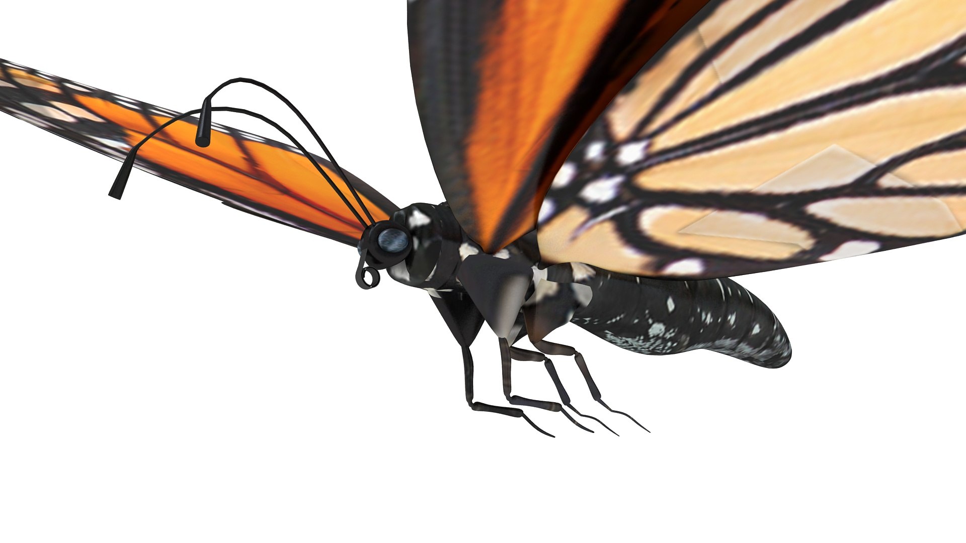 Flying Monarch Butterfly 3D - TurboSquid 2011985