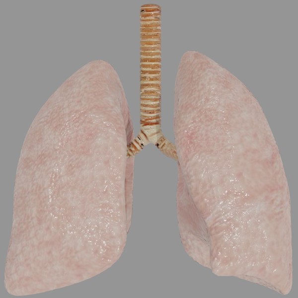 modelo 3d Colección realista de pulmones humanos de polietileno baja ...