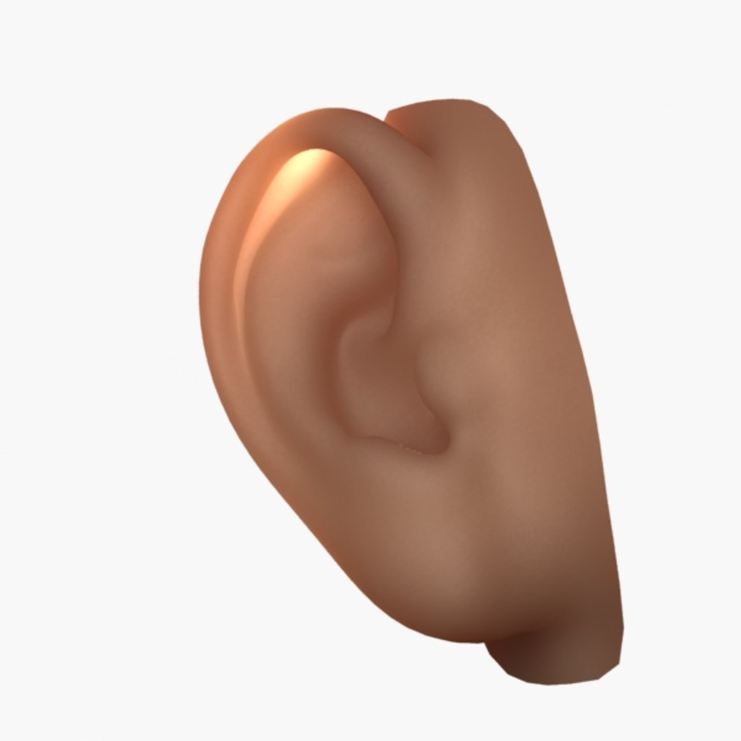 3d Model Ear